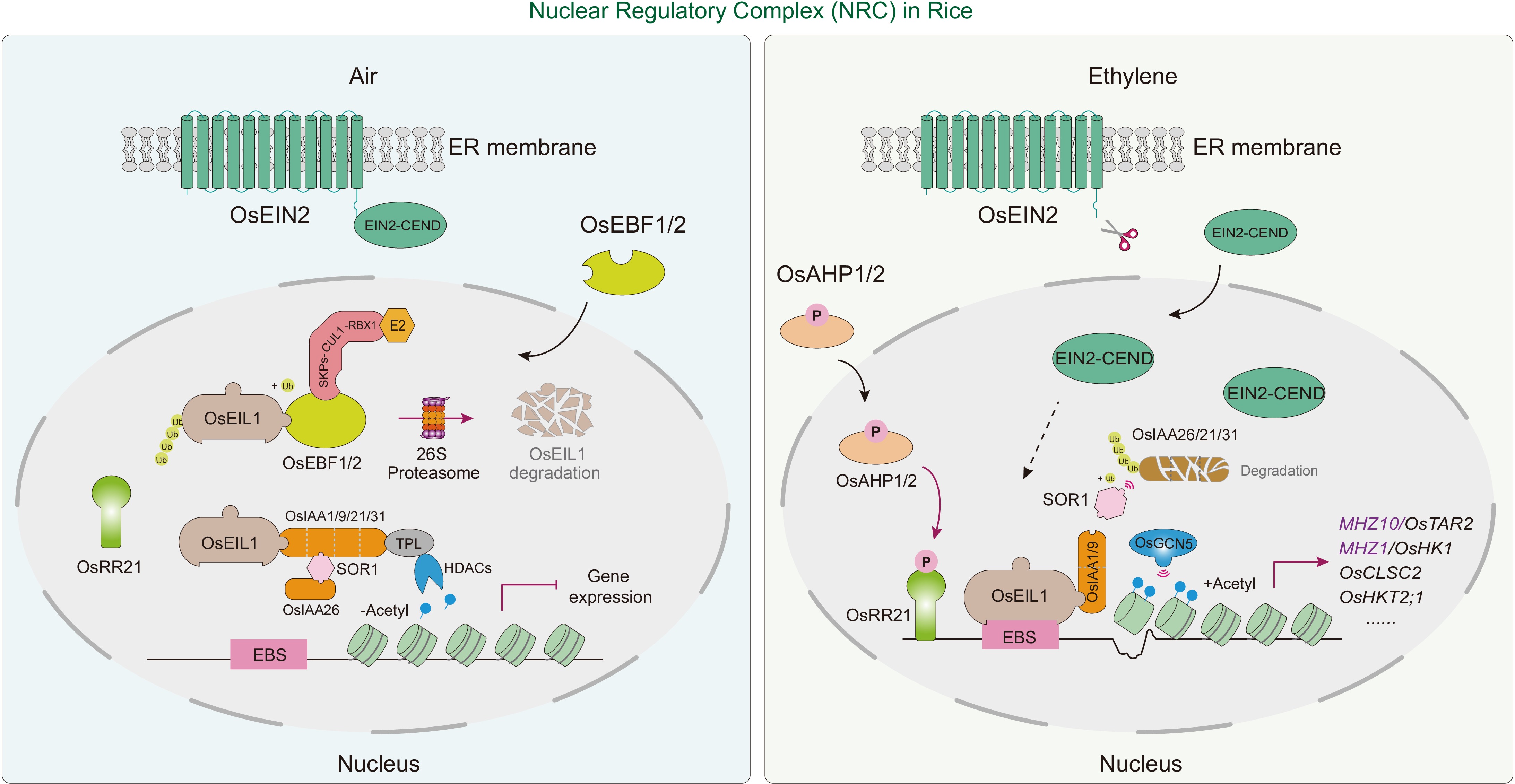 Ethylene signaling in rice and Arabidopsis from the perspective of ...