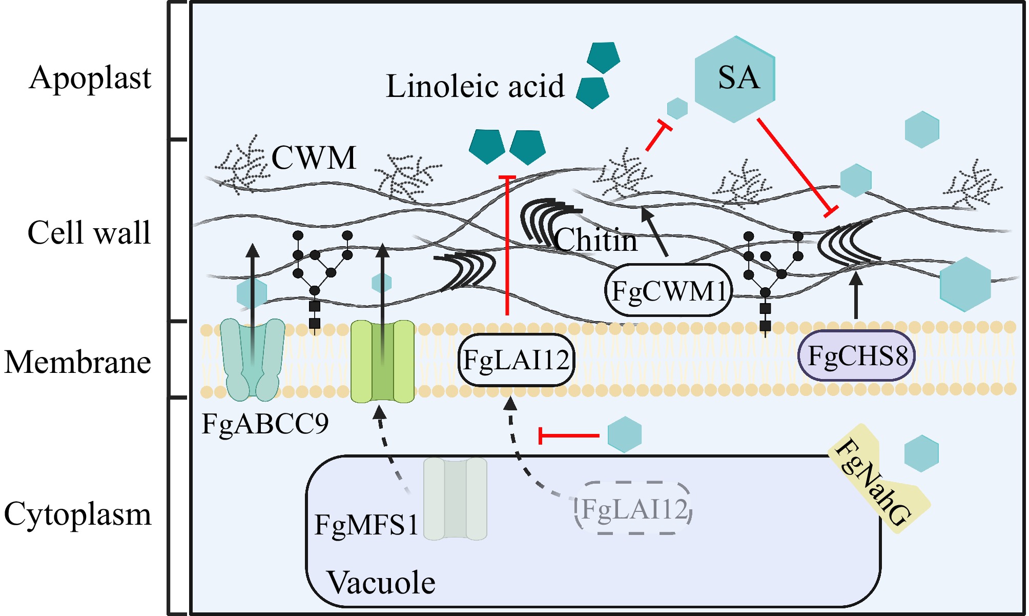Salicylic acid signaling in wheat- Fusarium graminearum