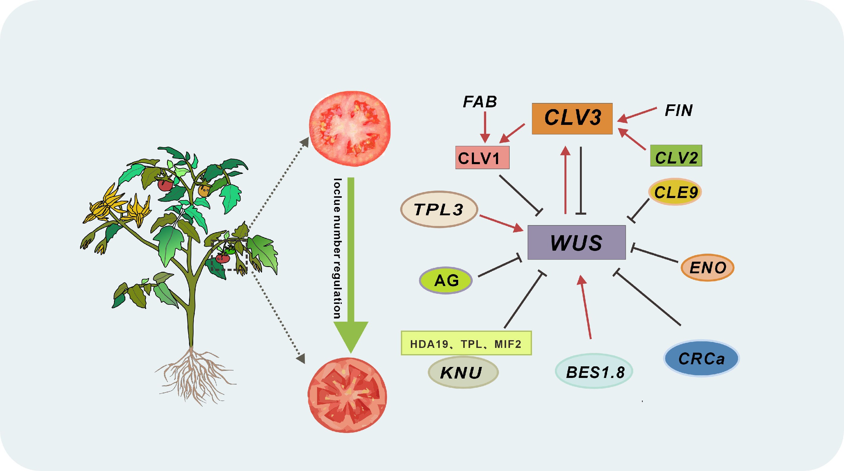From stem cell dynamics to field phenotypes genetic and environmental ...