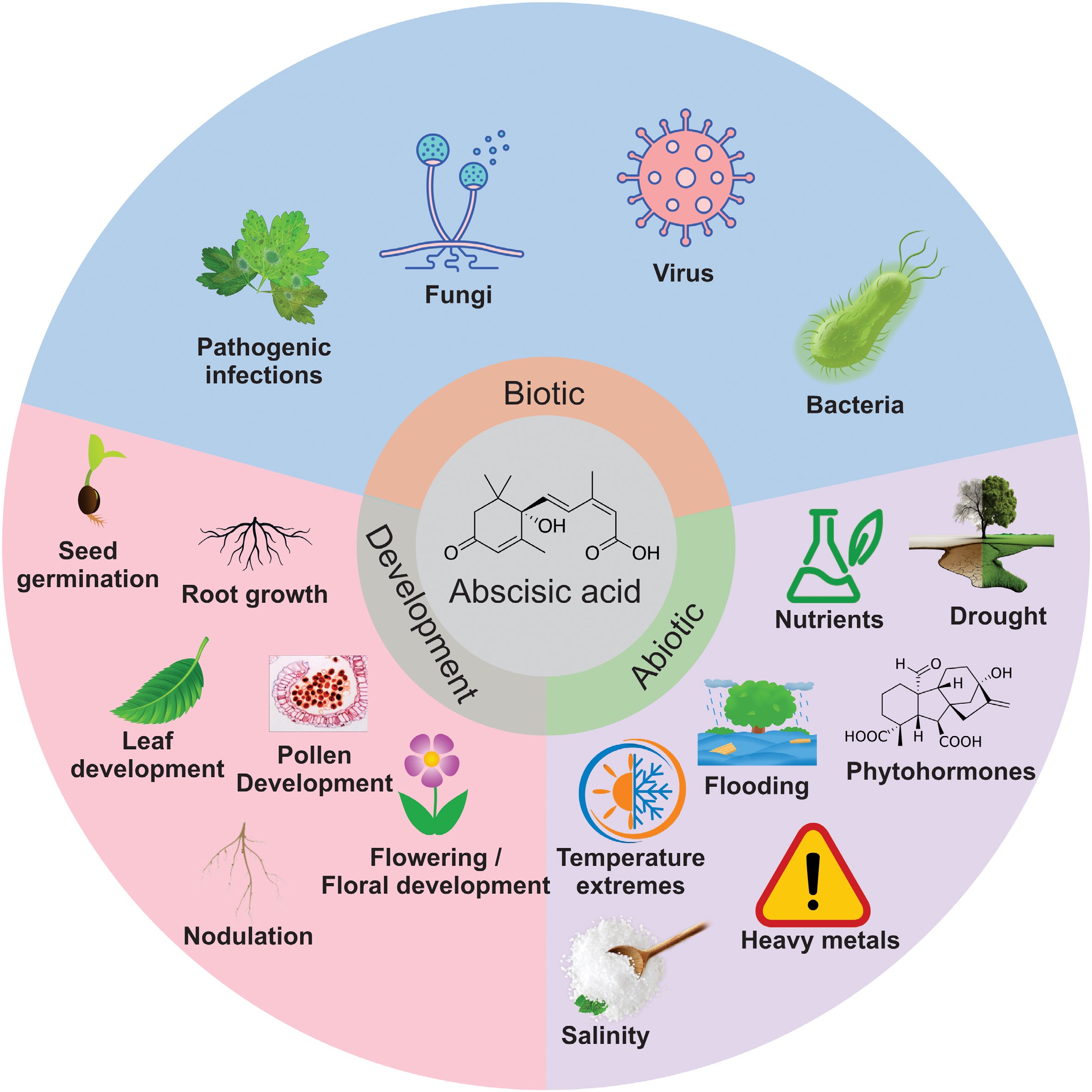 Abscisic acid mediated salinity stress tolerance in crops