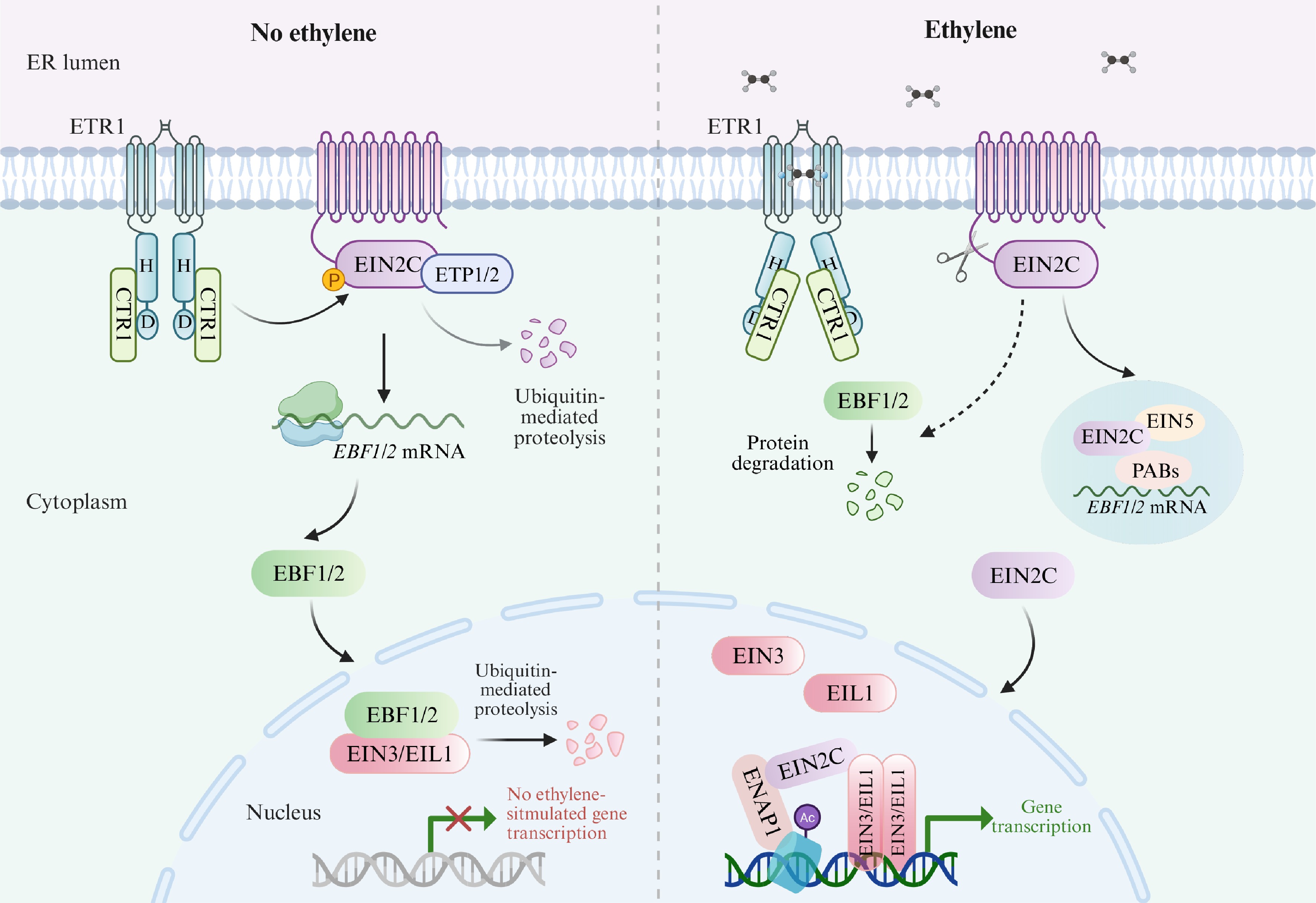 Ethylene signaling in Arabidopsis a journey from historical discoveries ...