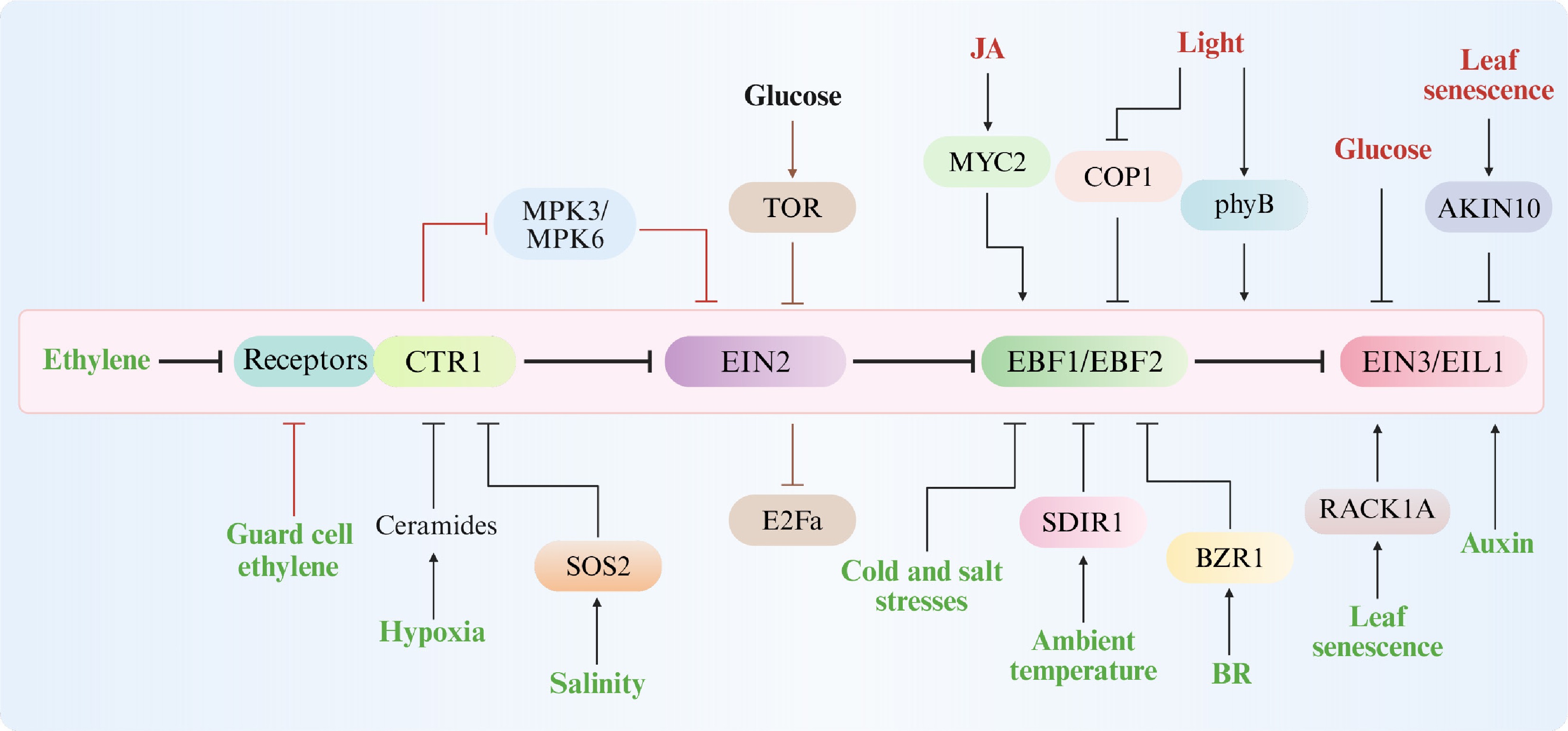 Ethylene signaling in Arabidopsis a journey from historical discoveries ...