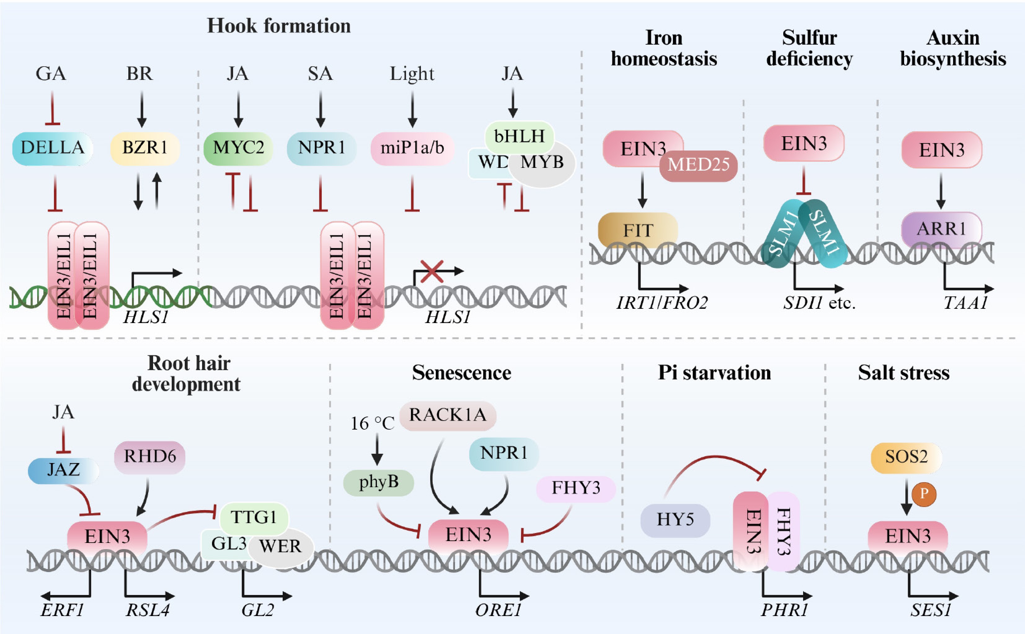 Ethylene signaling in Arabidopsis a journey from historical discoveries ...