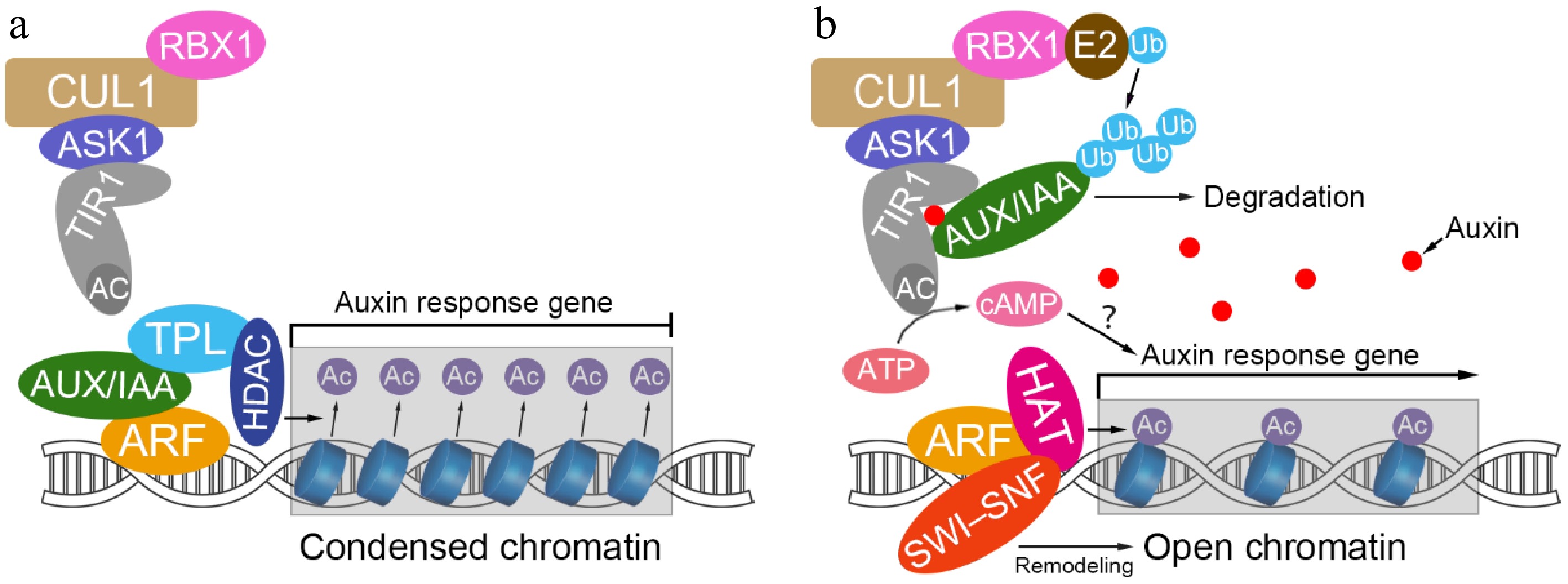 Emerging roles of cAMP a transcriptional master regulator in the ...