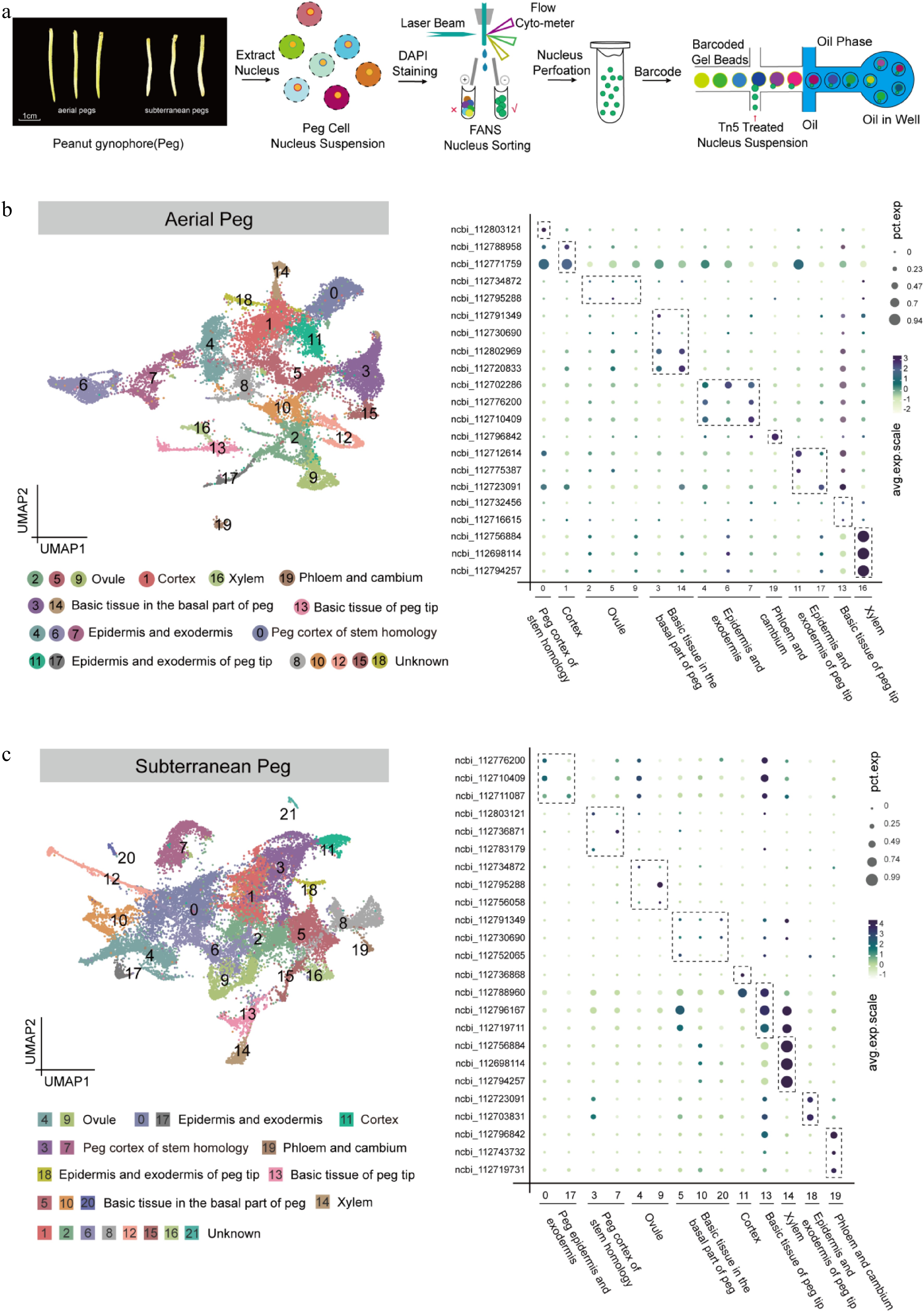 Single-cell resolution transcriptional atlases of aerial and ...