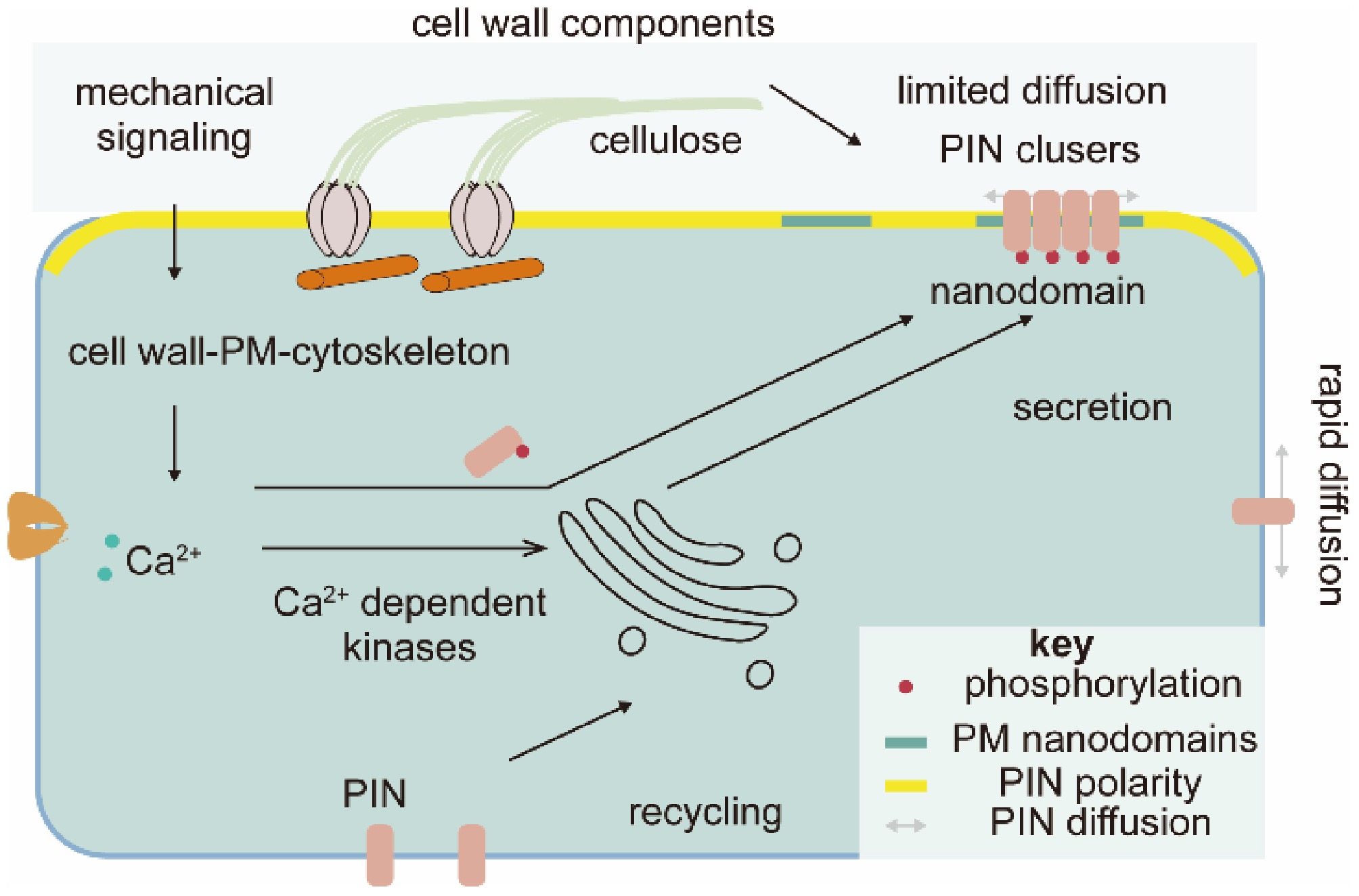 Linking cell wall and phytohormone signaling