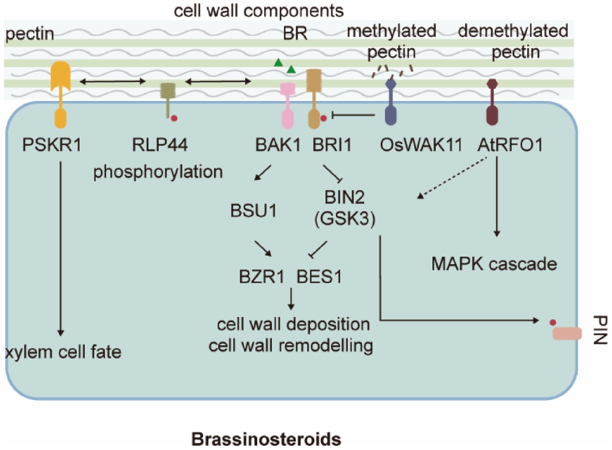 Linking cell wall and phytohormone signaling