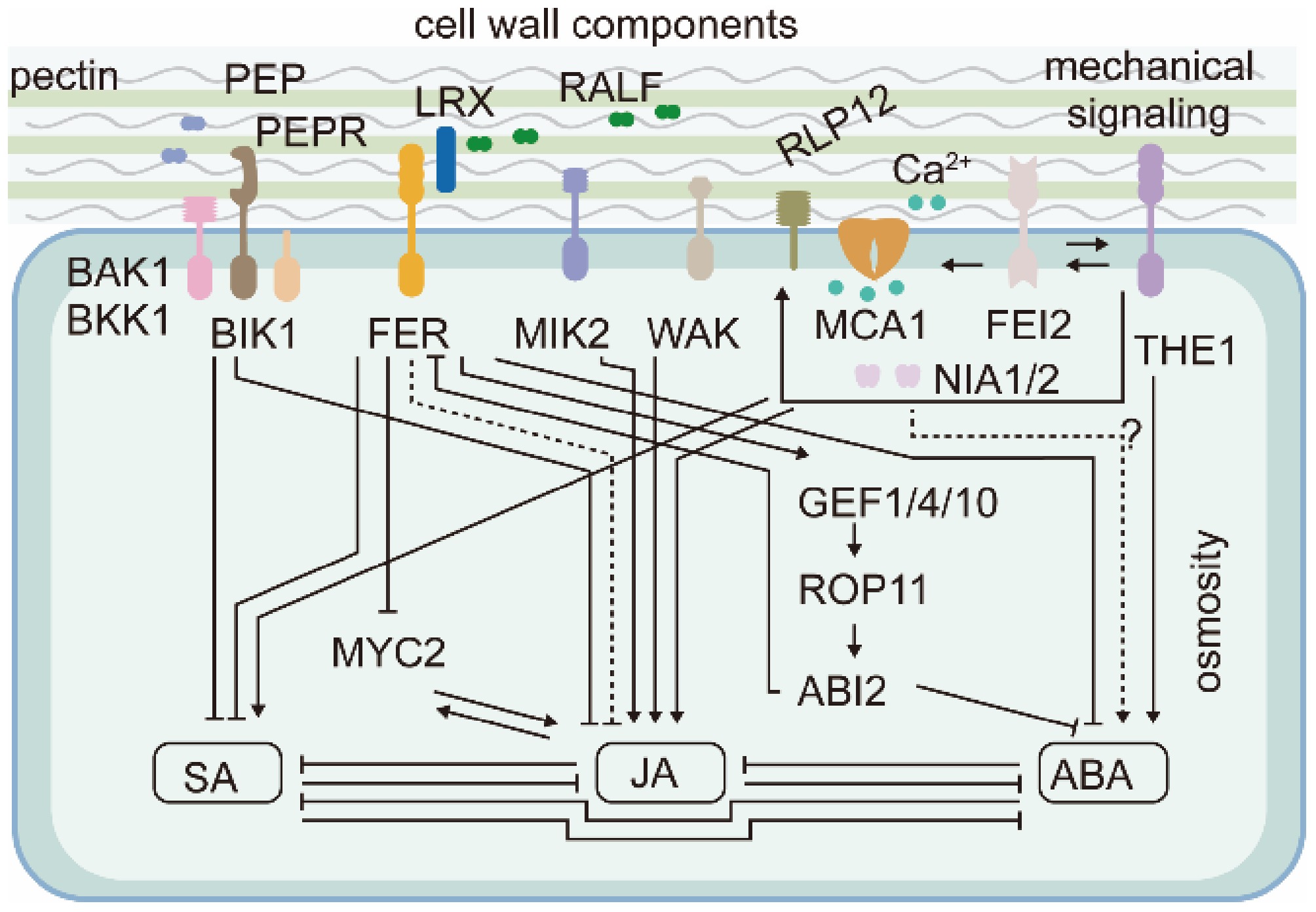 Linking cell wall and phytohormone signaling