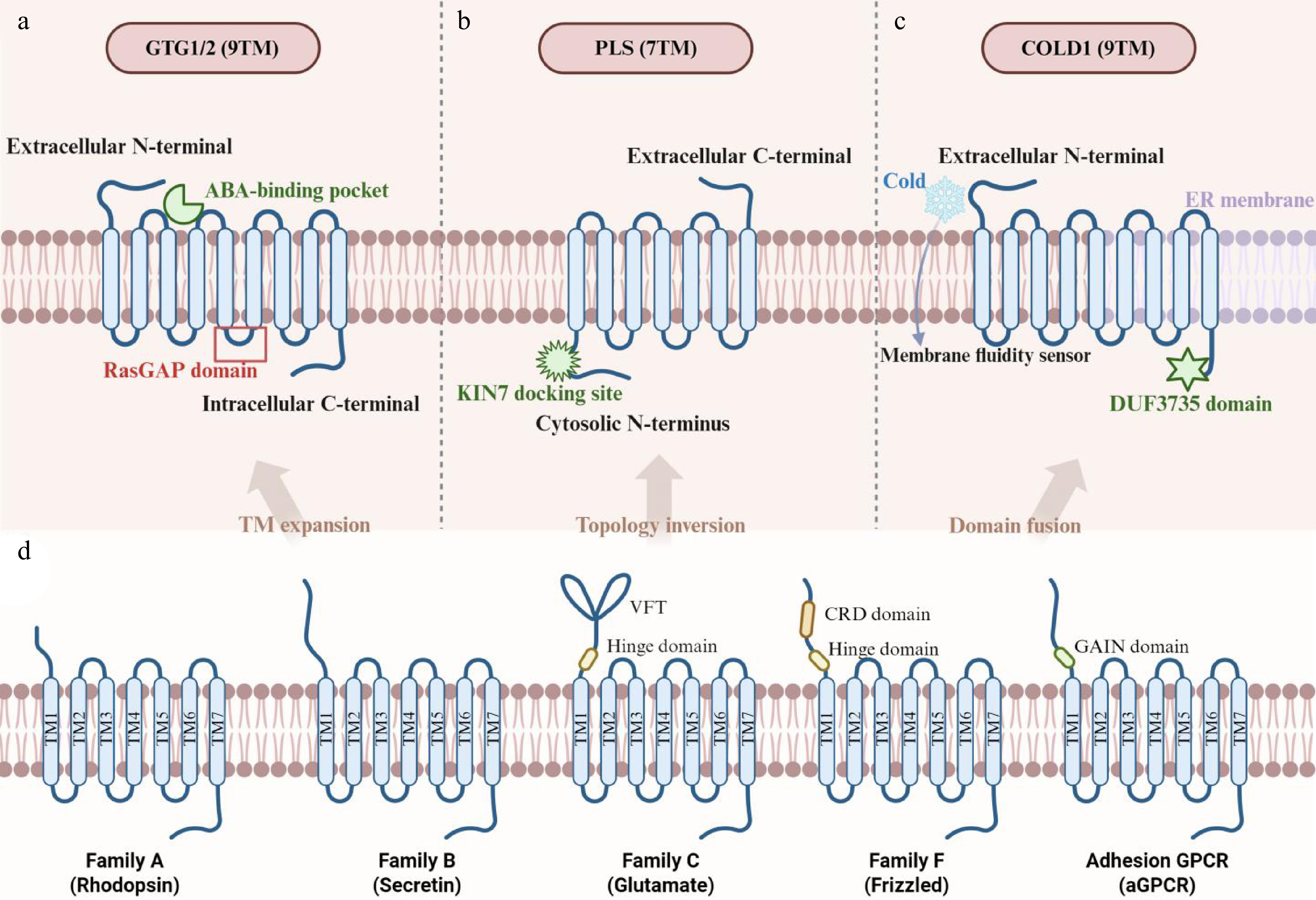 Hormones perception and signaling transduction by plant GPCR-like receptors