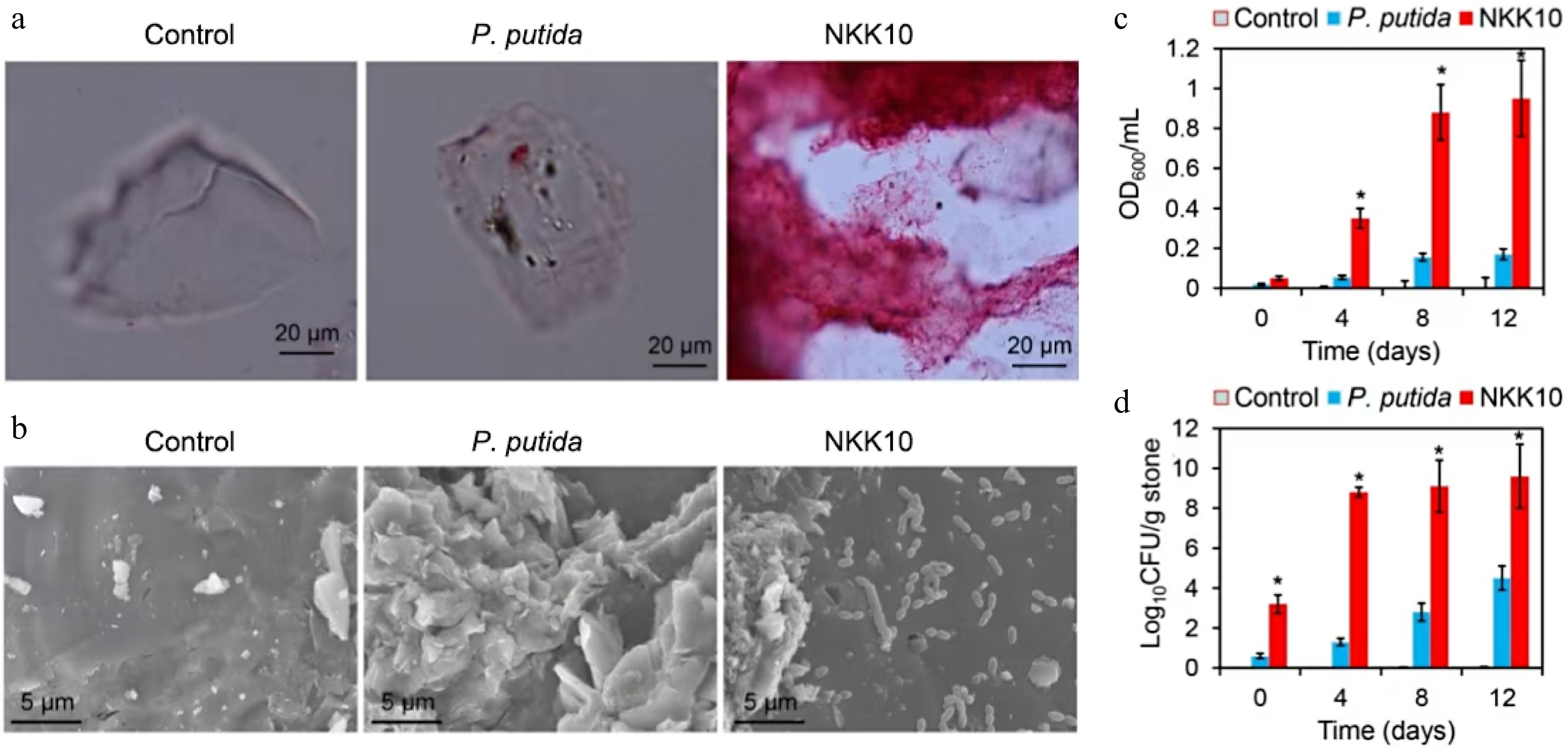 Characterization of the rhizosphere potassium-solubilizing Cupriavidus ...