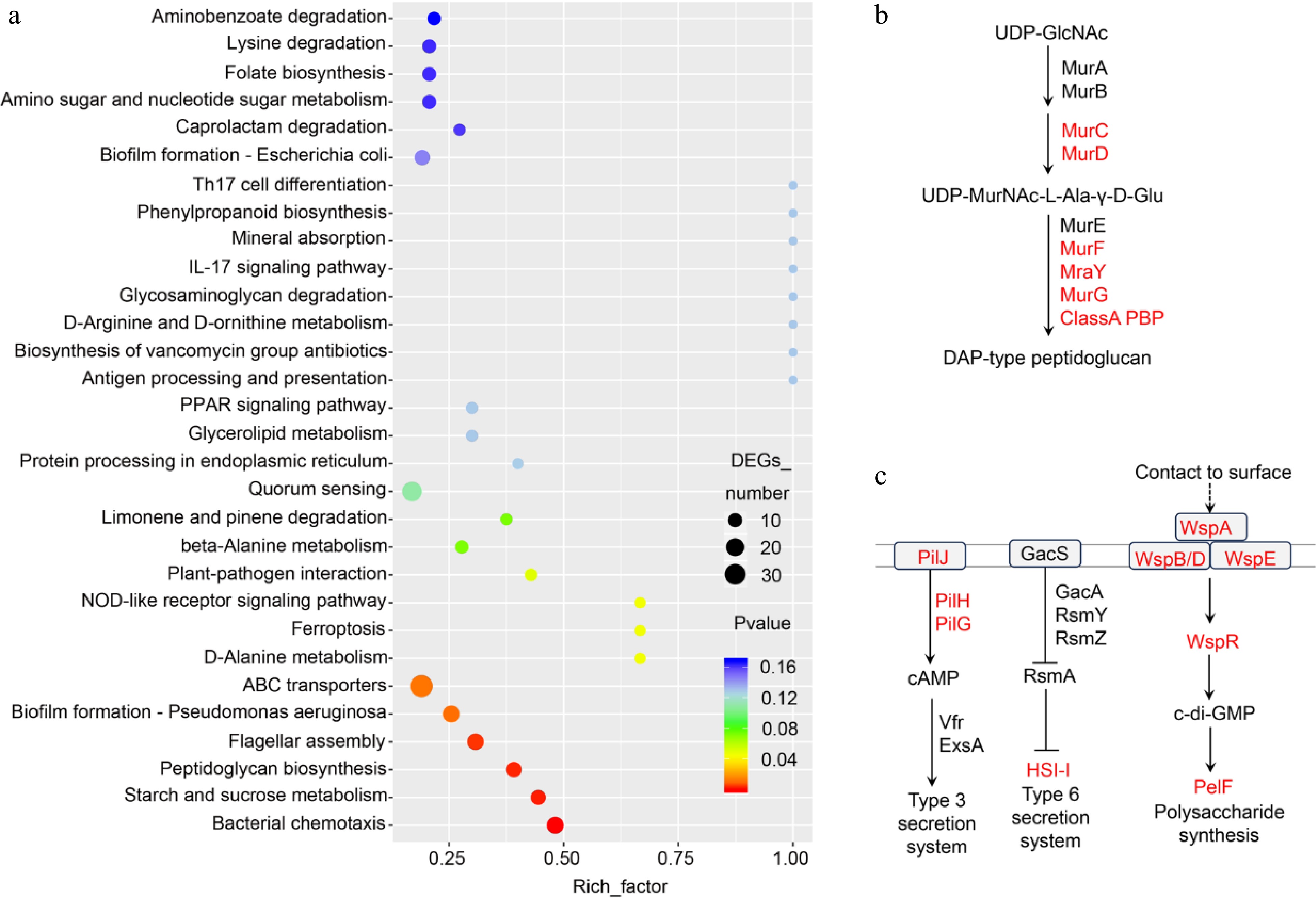 Characterization of the rhizosphere potassium-solubilizing Cupriavidus ...