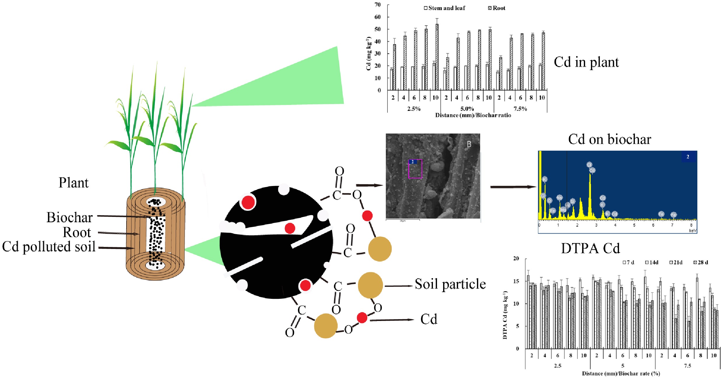 Biochar-induced charosphere microenvironment modulates soil cadmium ...