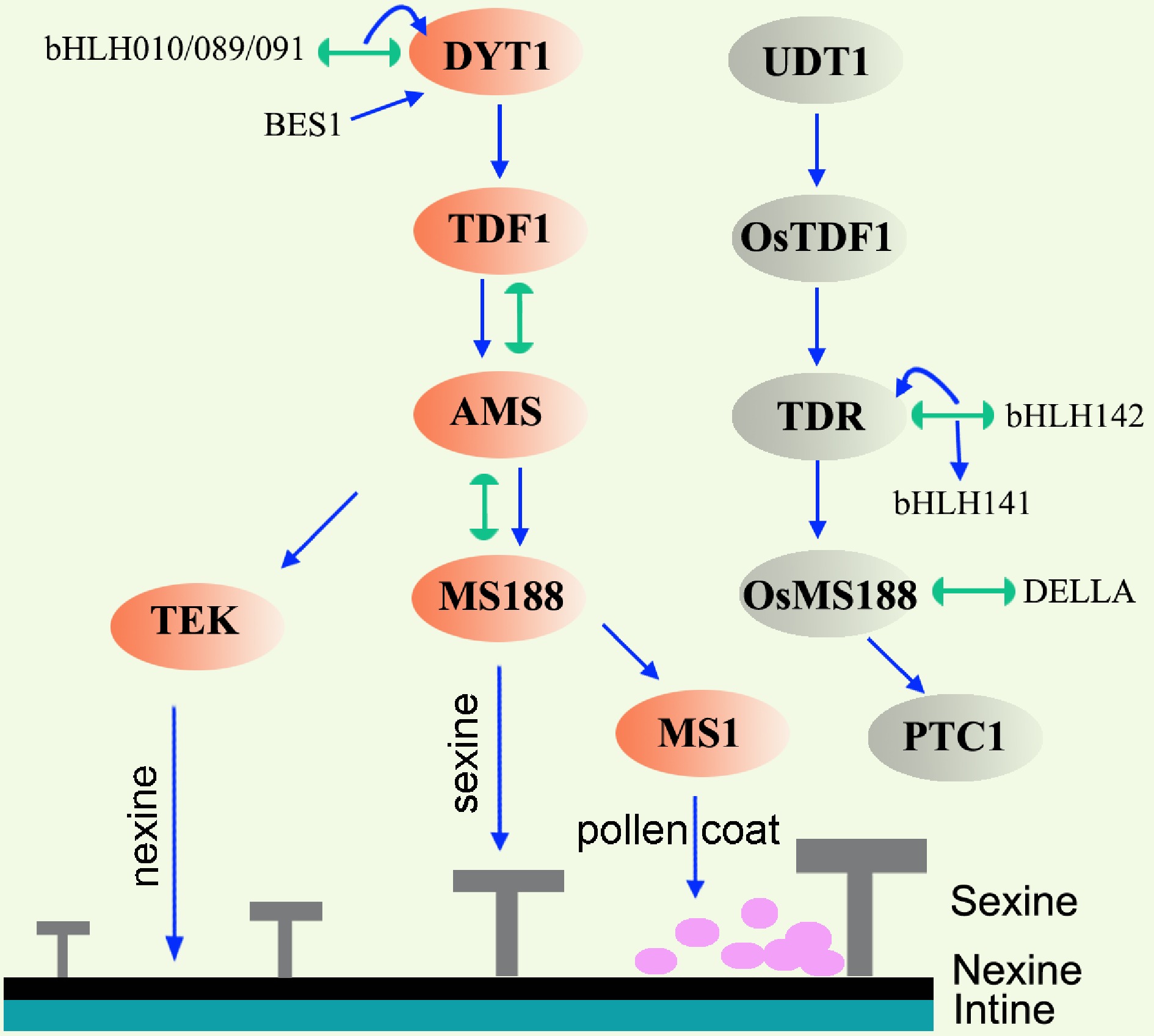 The contributions of sporophytic tapetum to pollen formation