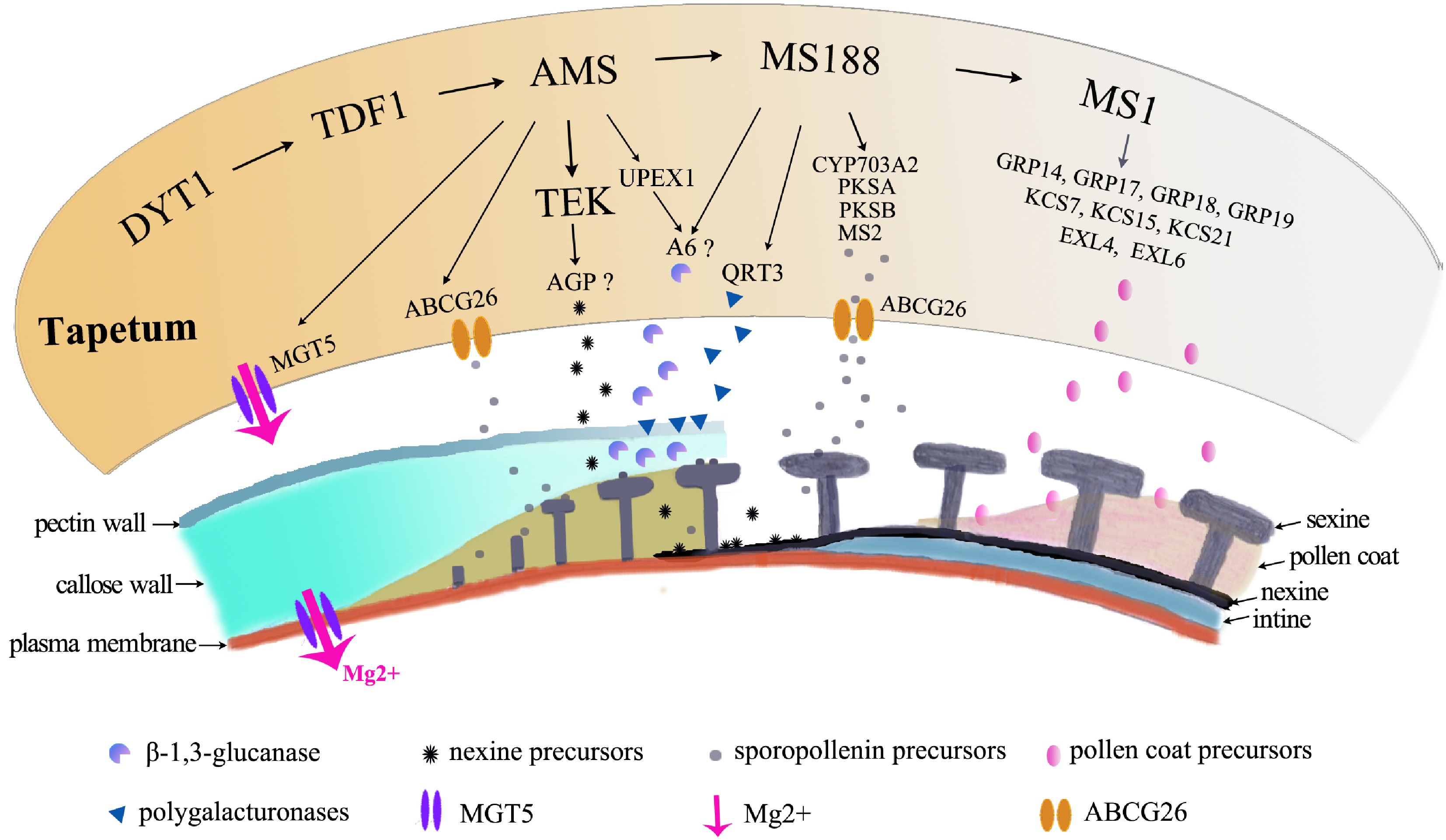 The contributions of sporophytic tapetum to pollen formation