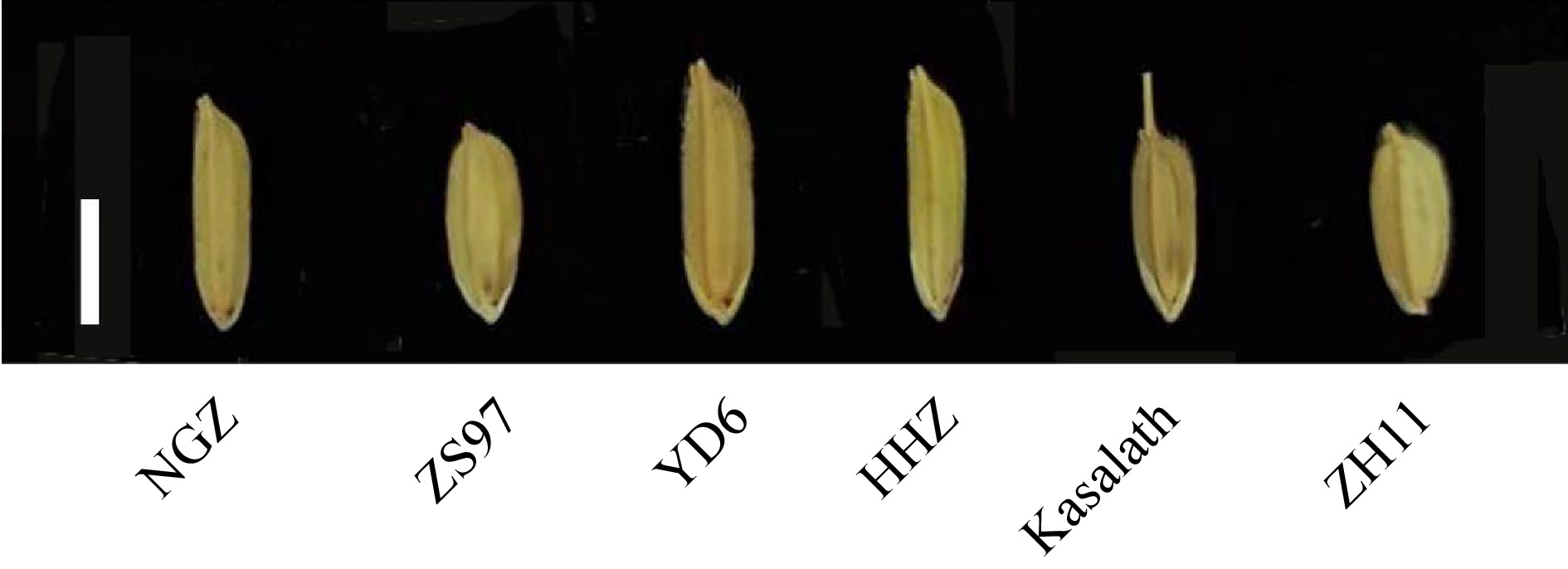 Agrobacterium -mediated transformation efficiency and grain phenotypes ...