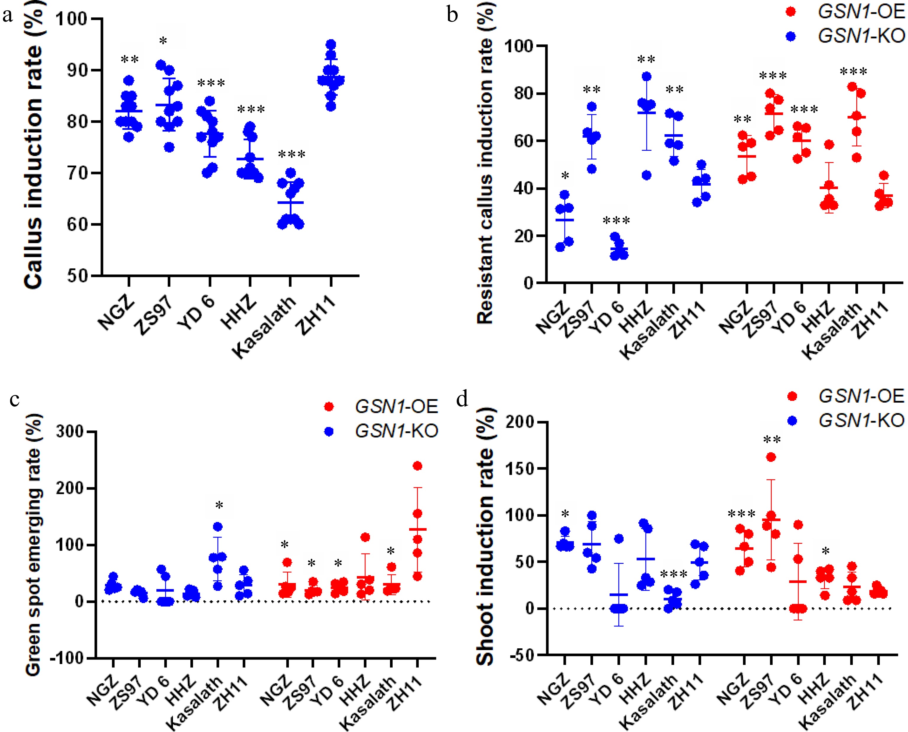 Agrobacterium -mediated transformation efficiency and grain phenotypes ...
