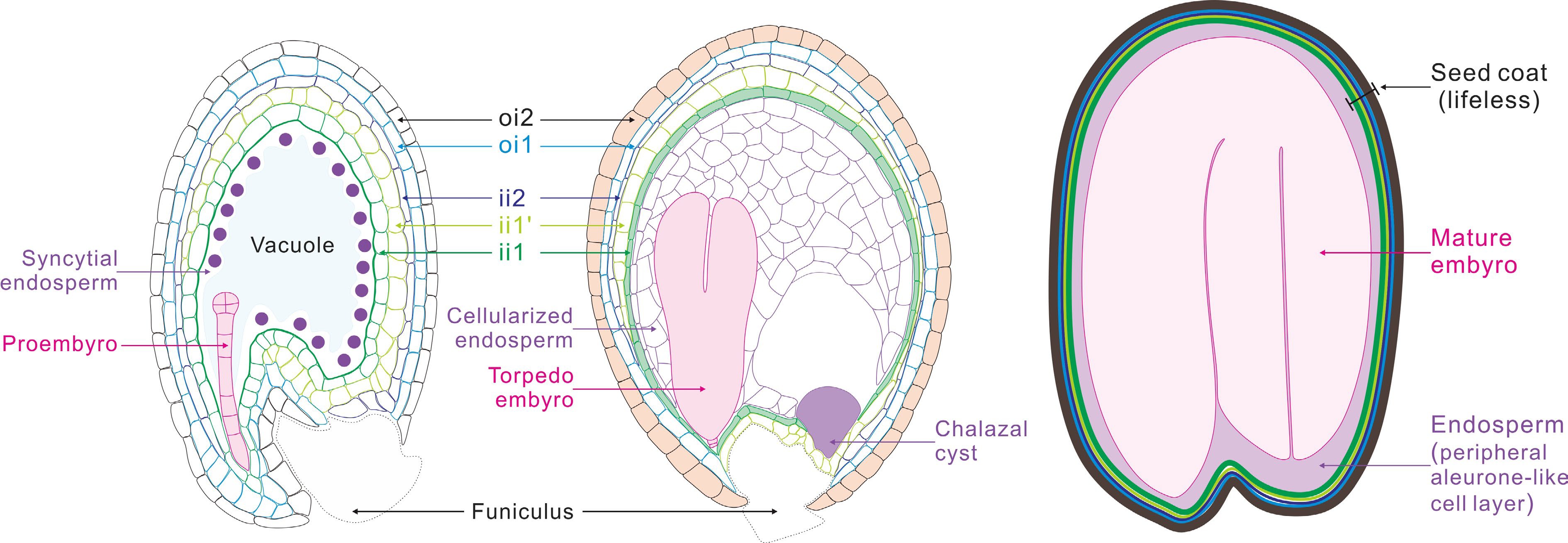 Seed development in Arabidopsis what we have learnt in the past 30 years