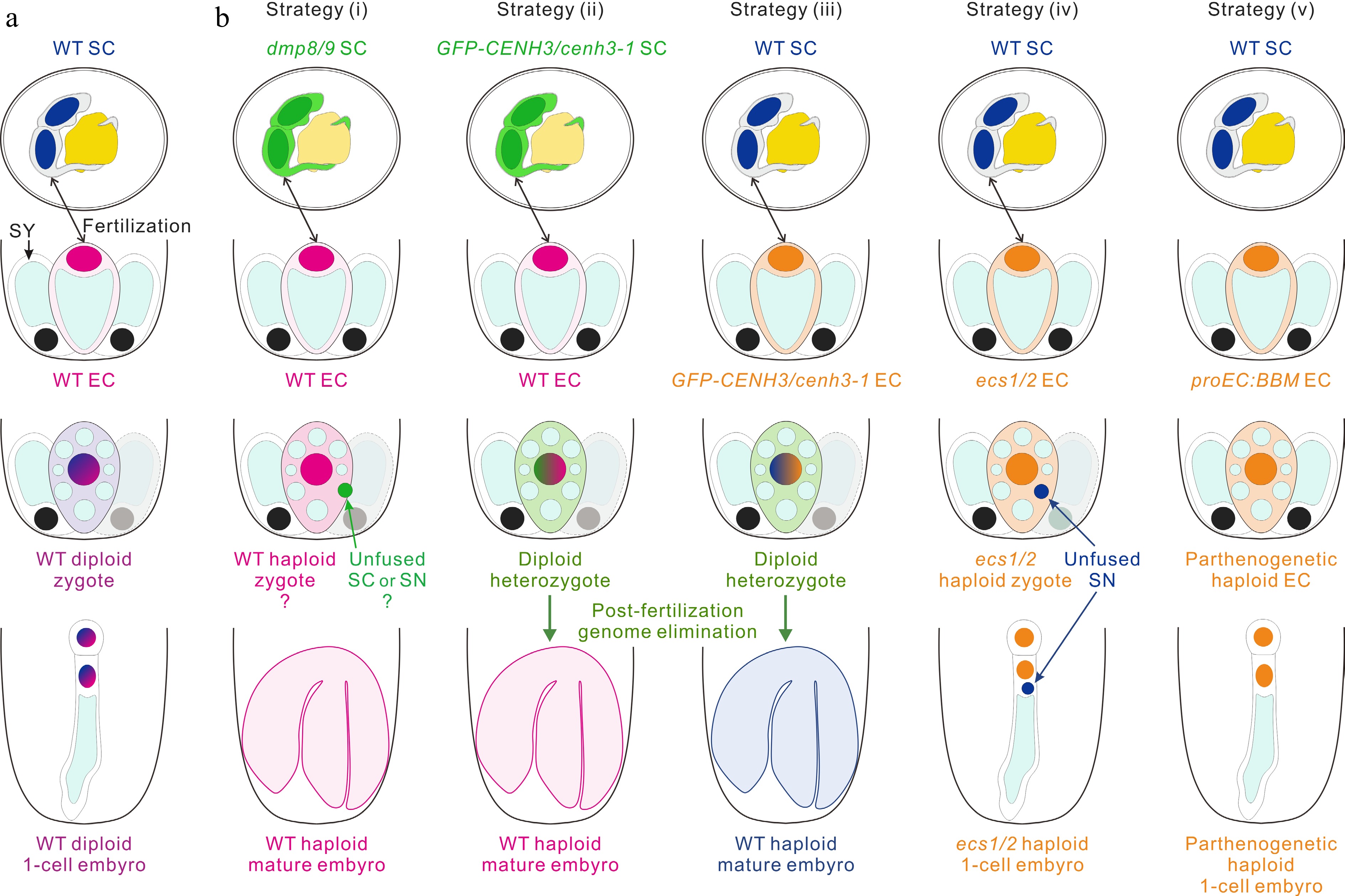 Seed development in Arabidopsis what we have learnt in the past 30 years