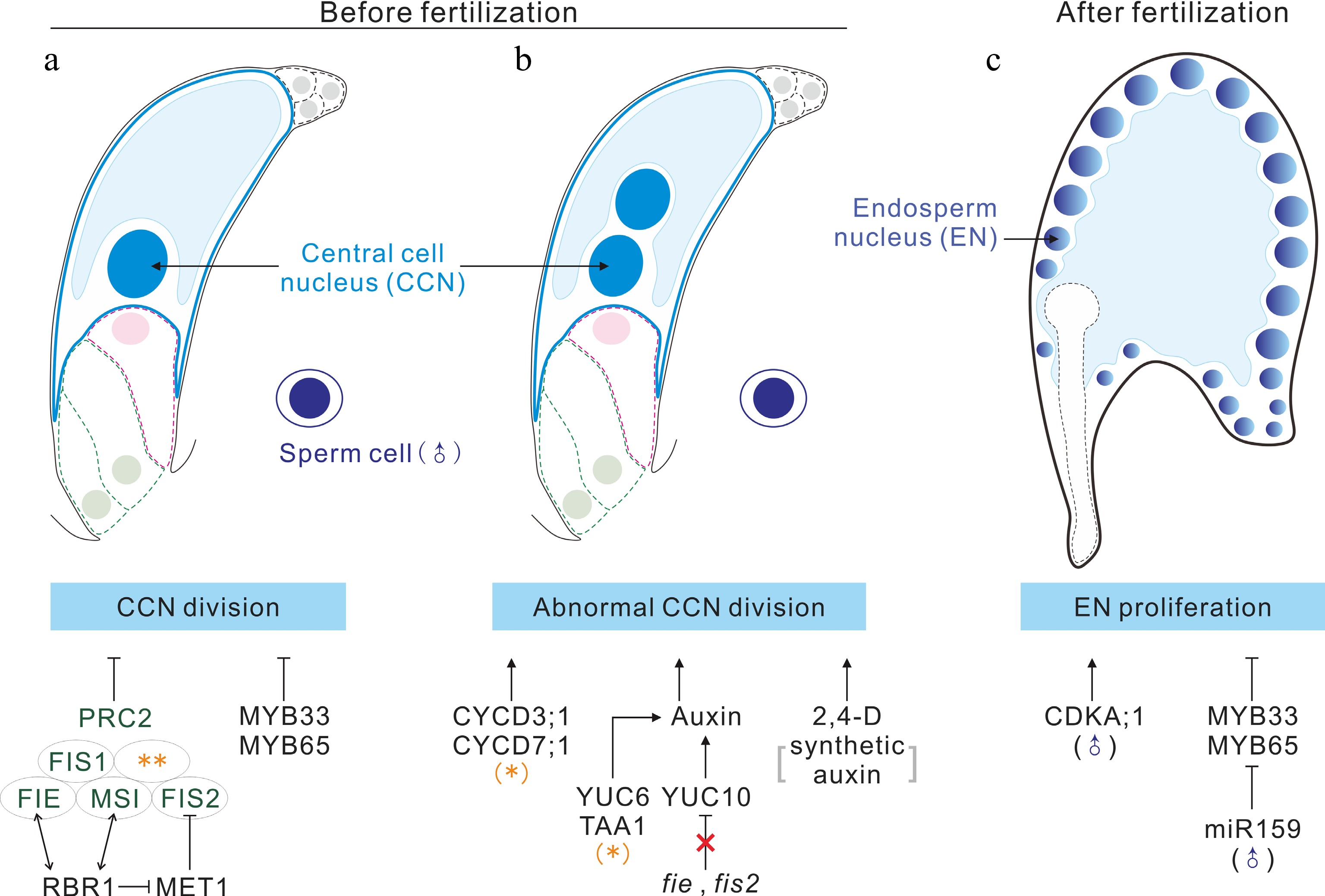 Seed development in Arabidopsis what we have learnt in the past 30 years