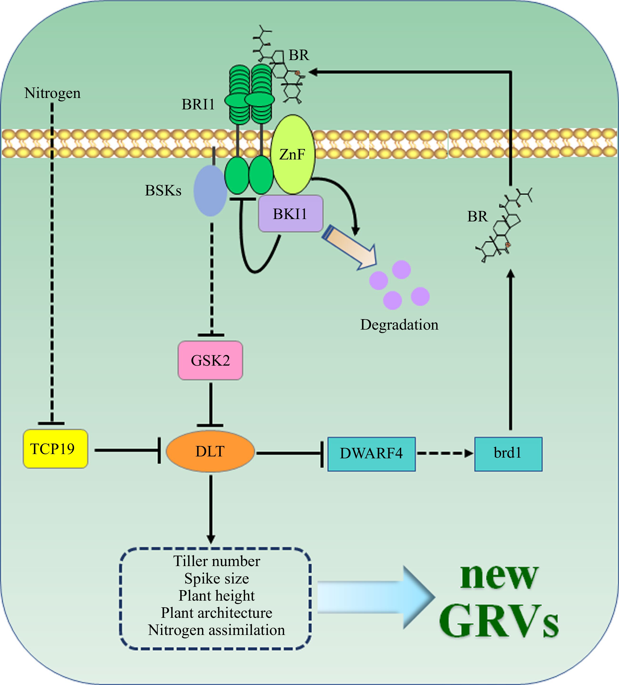 Assimilation Biology