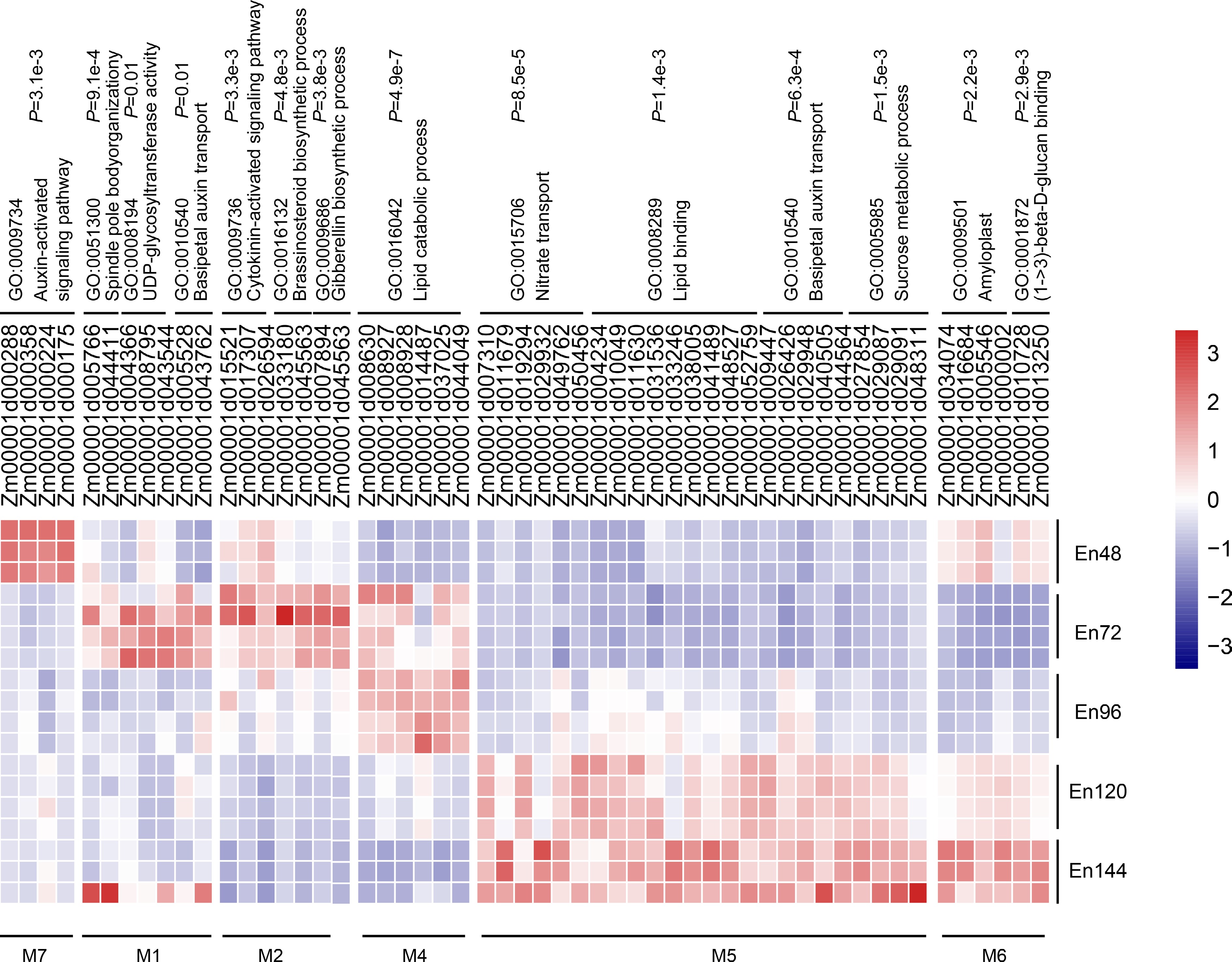 RNA sequencing of cleanly isolated early endosperms reveals coenocyte ...
