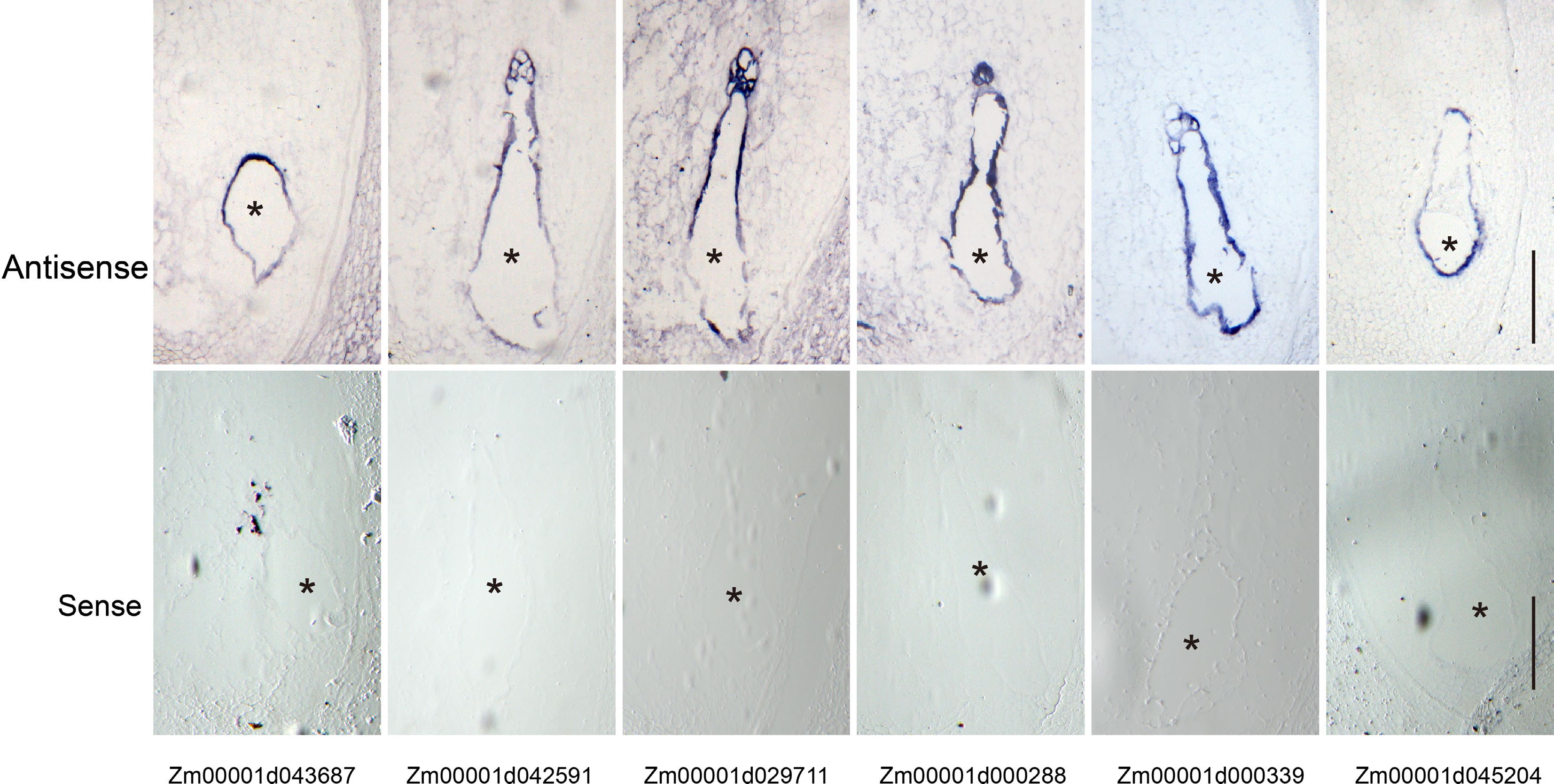 RNA sequencing of cleanly isolated early endosperms reveals coenocyte-to-cellularization ...