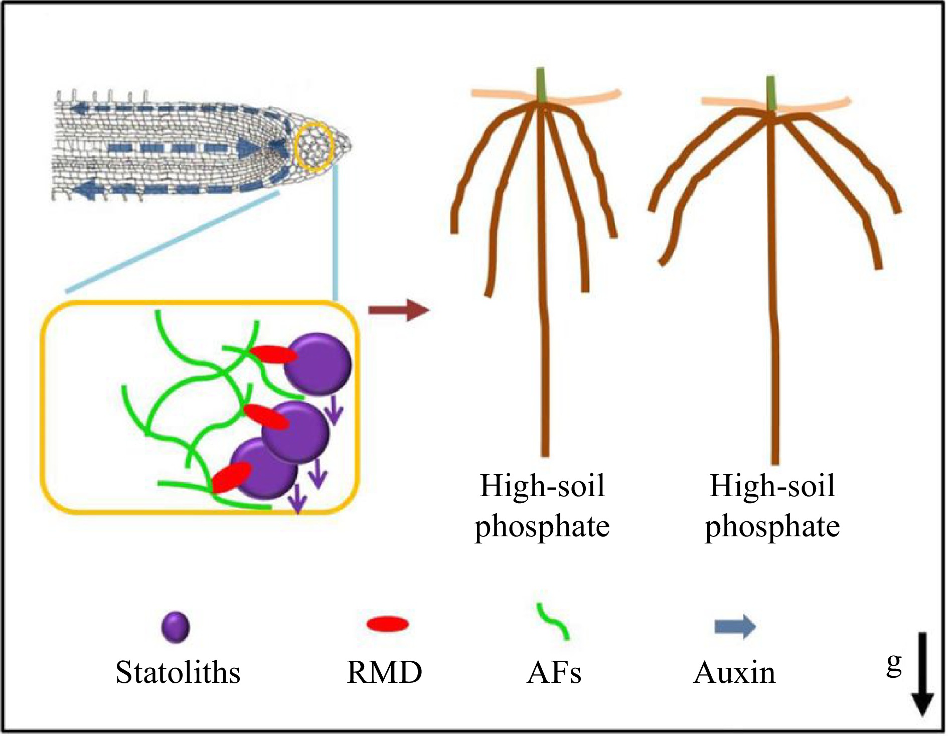Dabing Zhang (July 5, 1967–June 22, 2023)