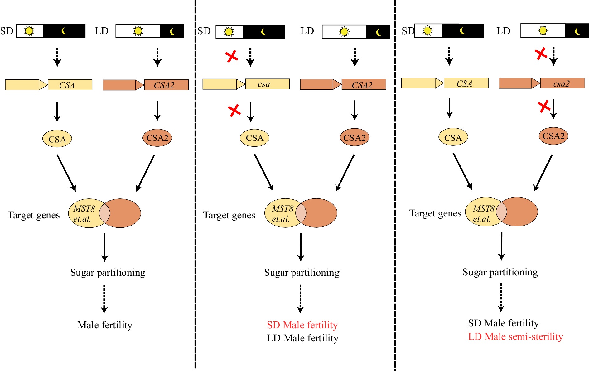 Molecular mechanisms underlying plant environment-sensitive genic male ...