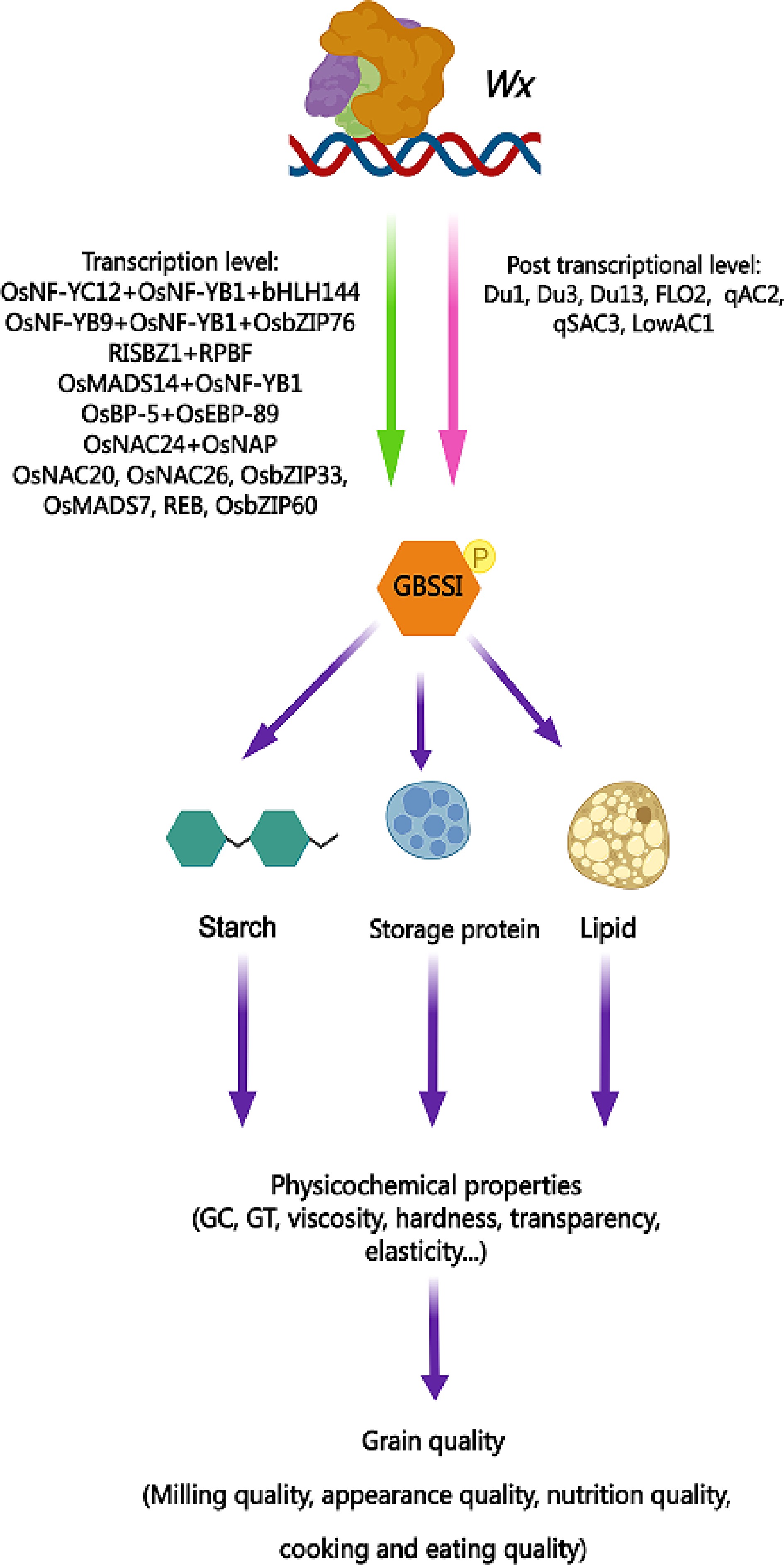 Research progress on the relationship between rice protein content and ...