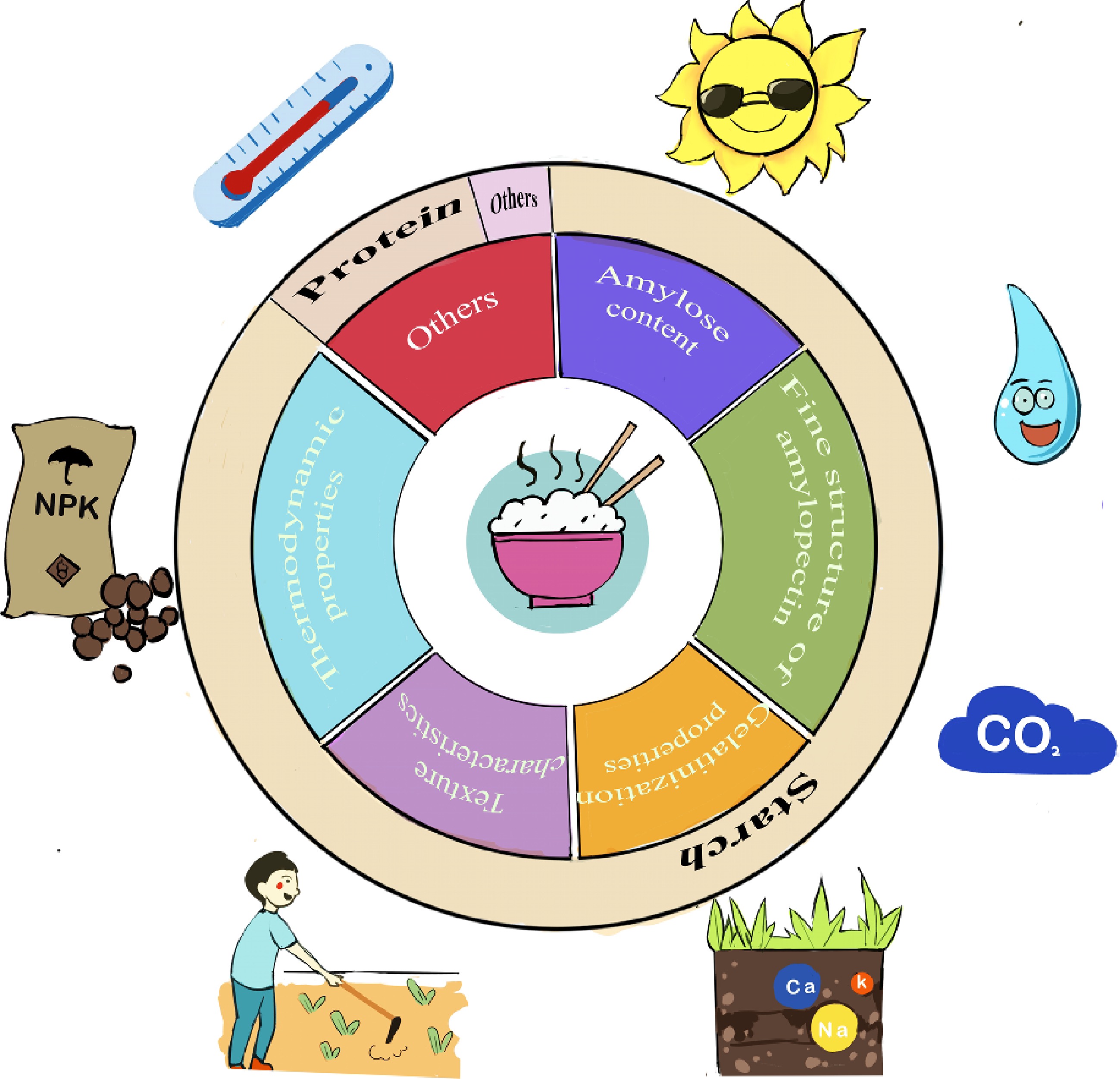 Research progress on the relationship between rice protein content and ...