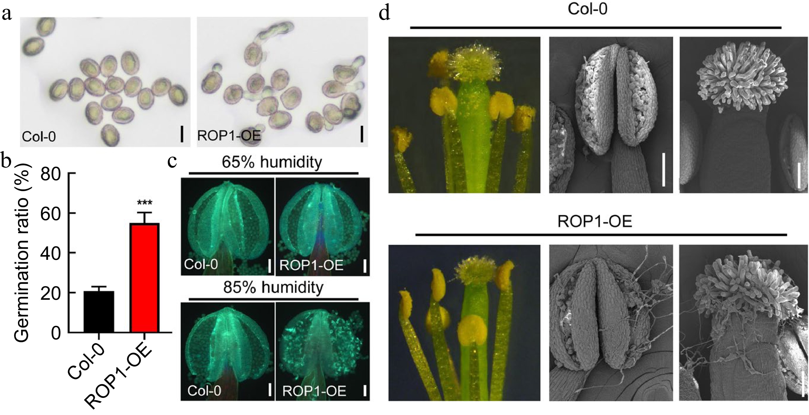 Inhibition of ROP1 activity is essential for pollen dormancy under ...