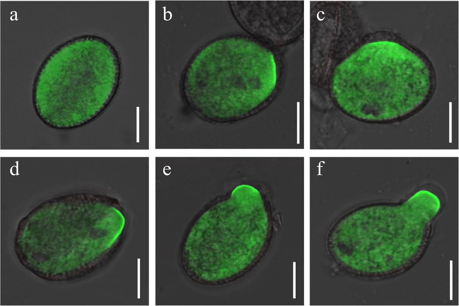 Inhibition of ROP1 activity is essential for pollen dormancy under ...