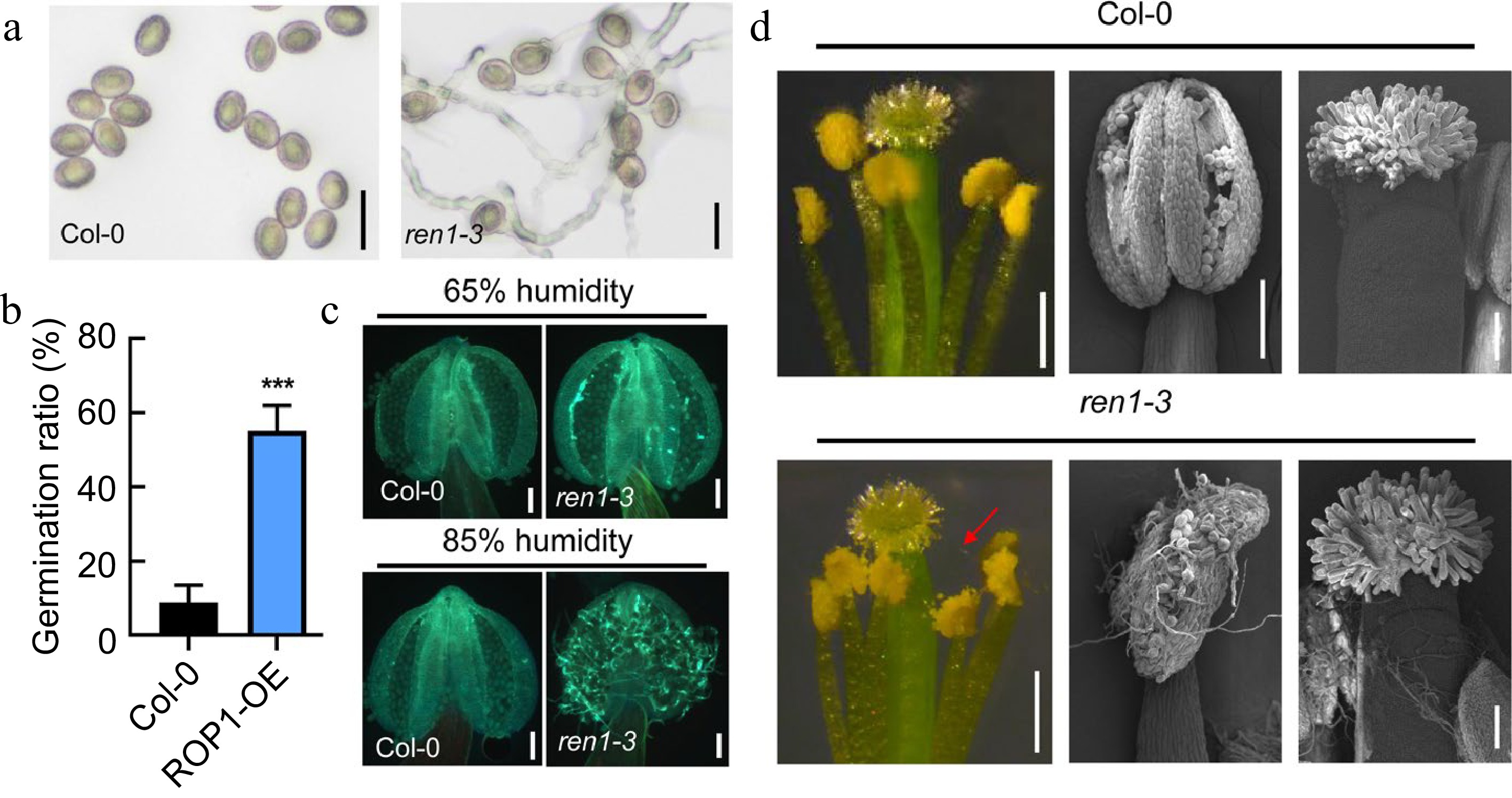 Inhibition of ROP1 activity is essential for pollen dormancy under ...