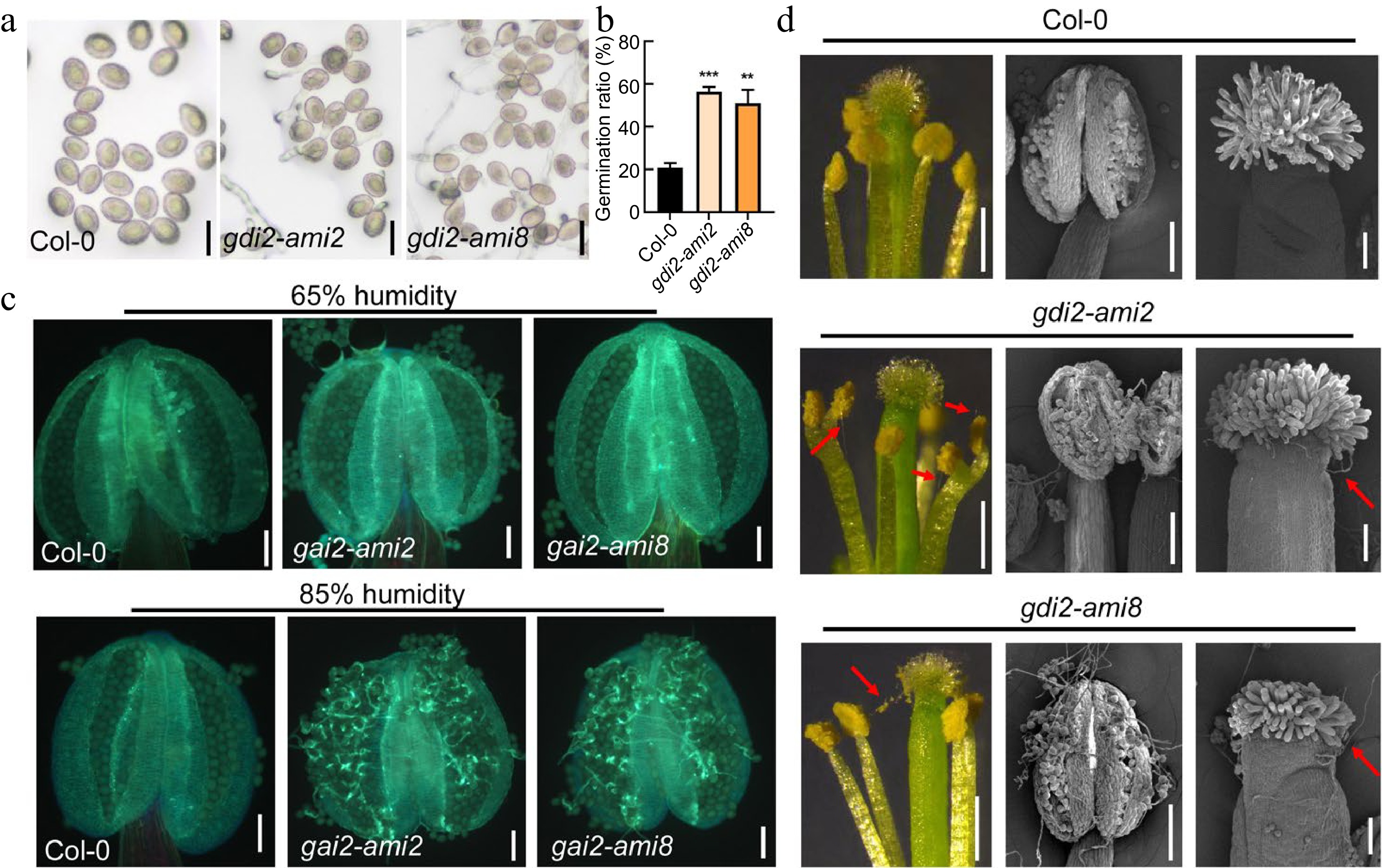 Inhibition of ROP1 activity is essential for pollen dormancy under ...