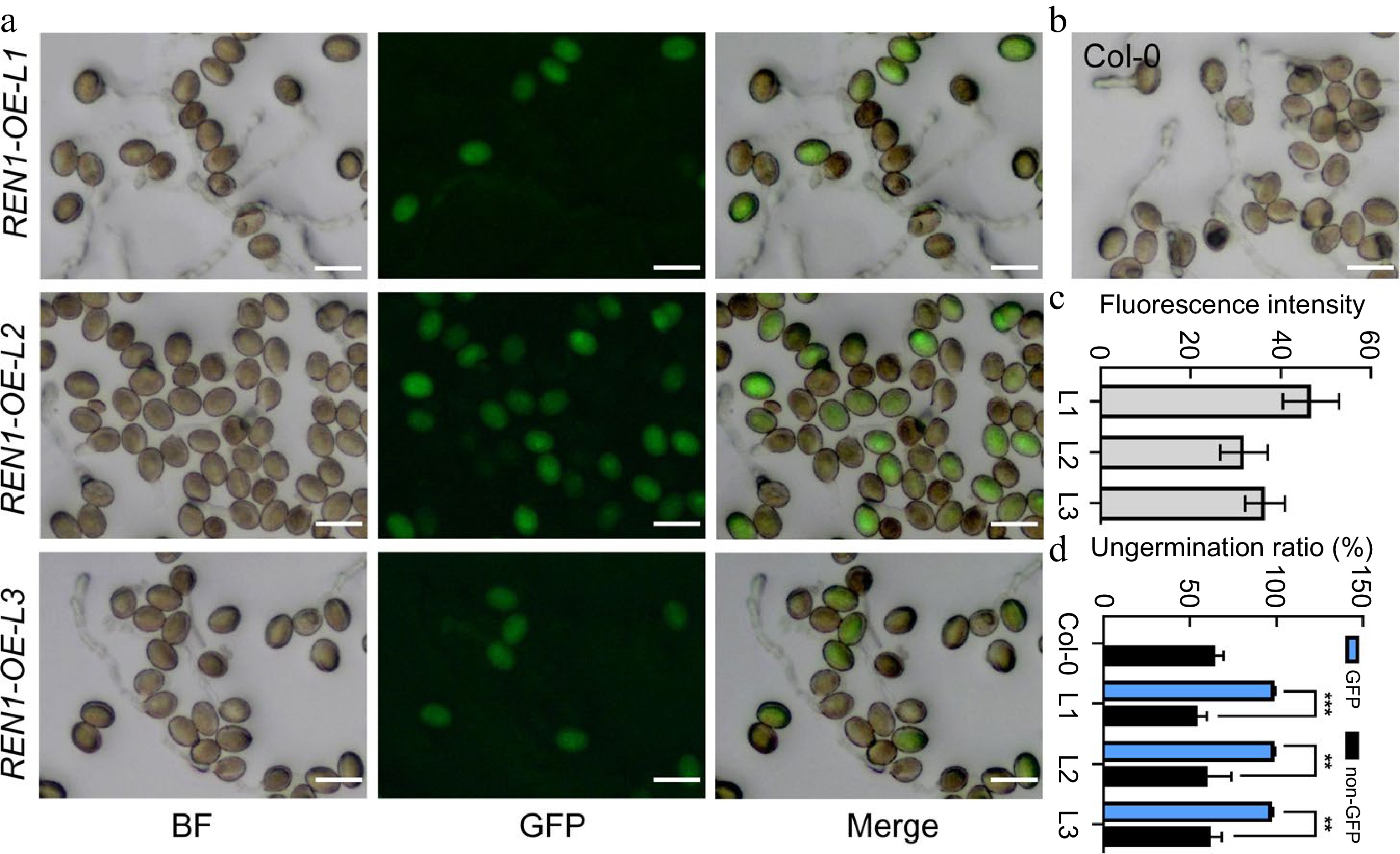 Inhibition of ROP1 activity is essential for pollen dormancy under ...