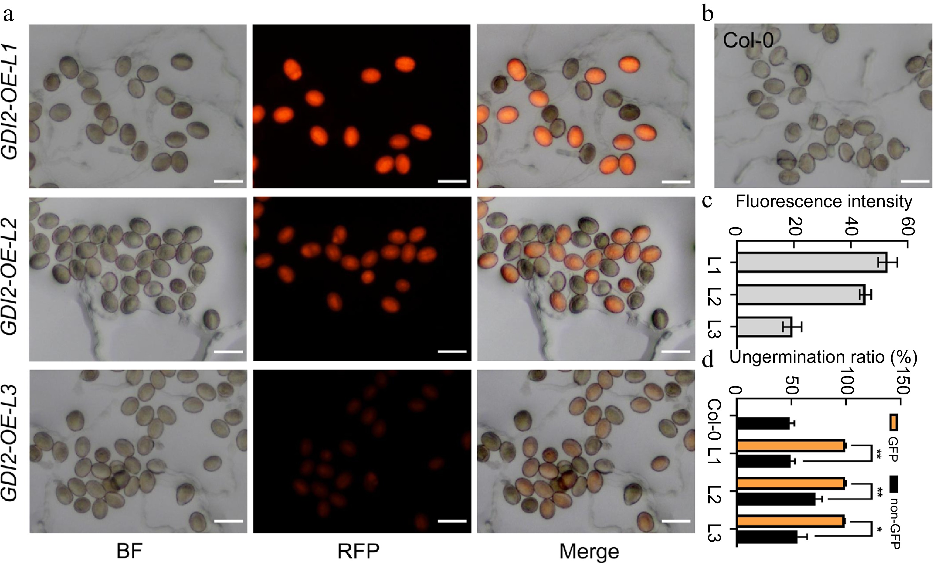 Inhibition of ROP1 activity is essential for pollen dormancy under ...