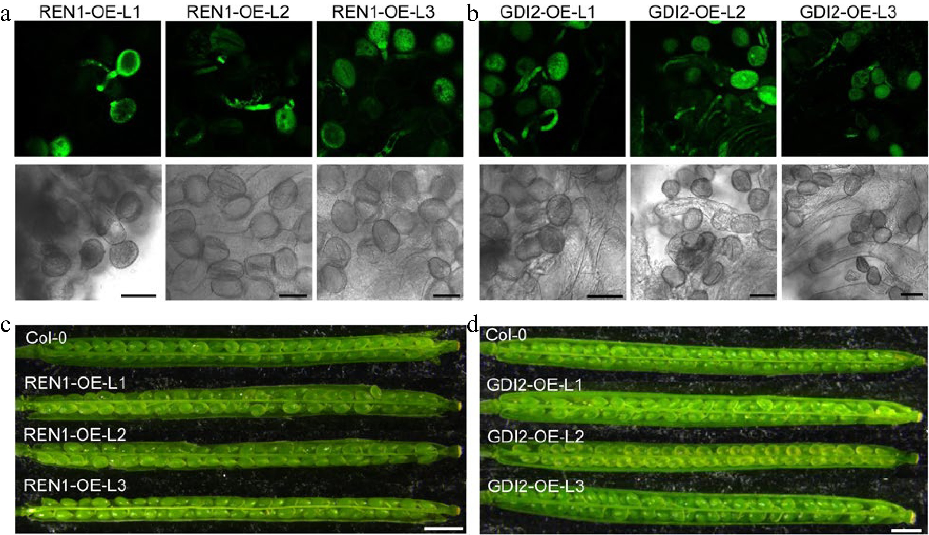 Inhibition of ROP1 activity is essential for pollen dormancy under ...