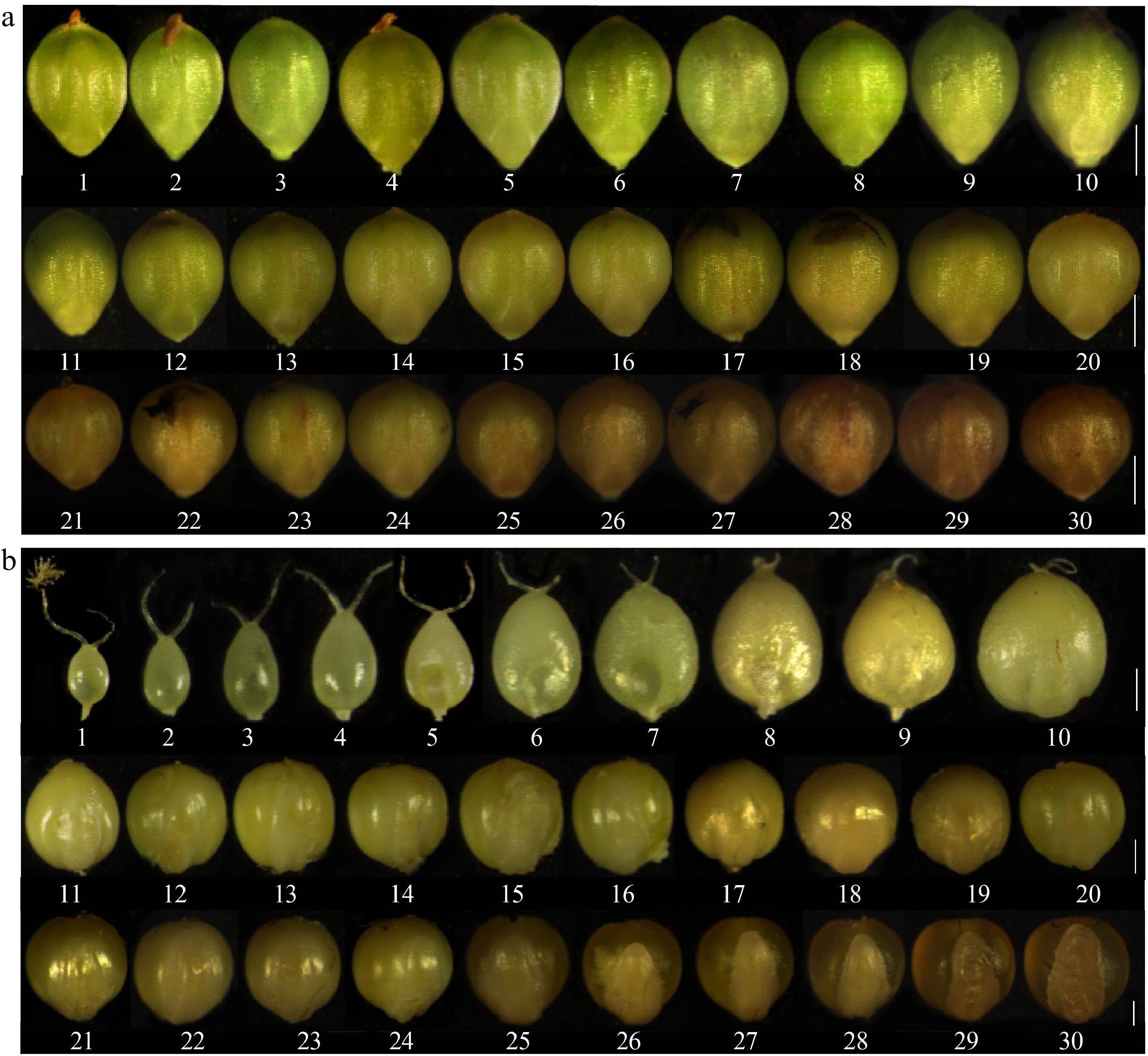Dynamic transcriptome landscape of foxtail millet grain development