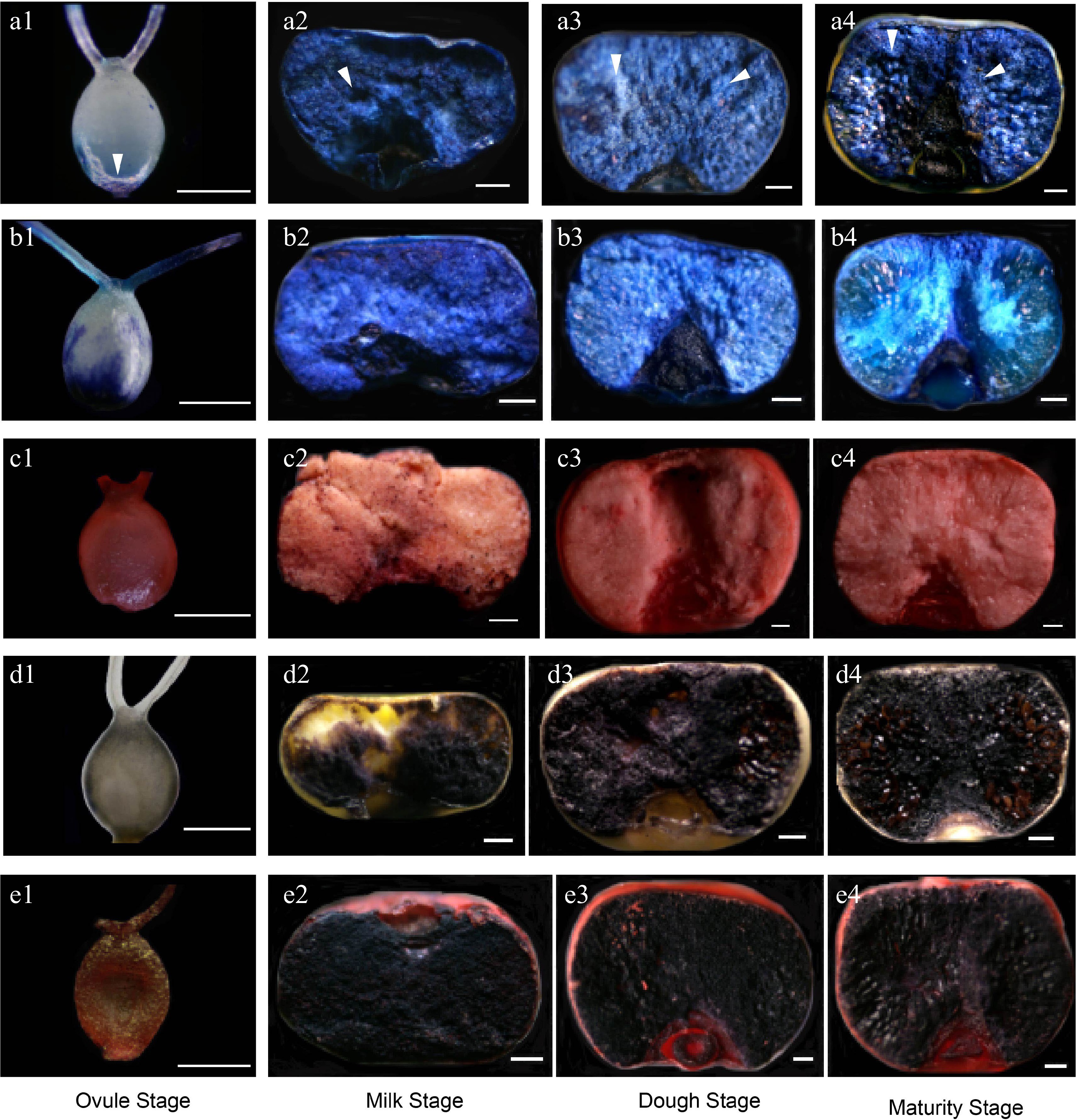 Dynamic transcriptome landscape of foxtail millet grain development
