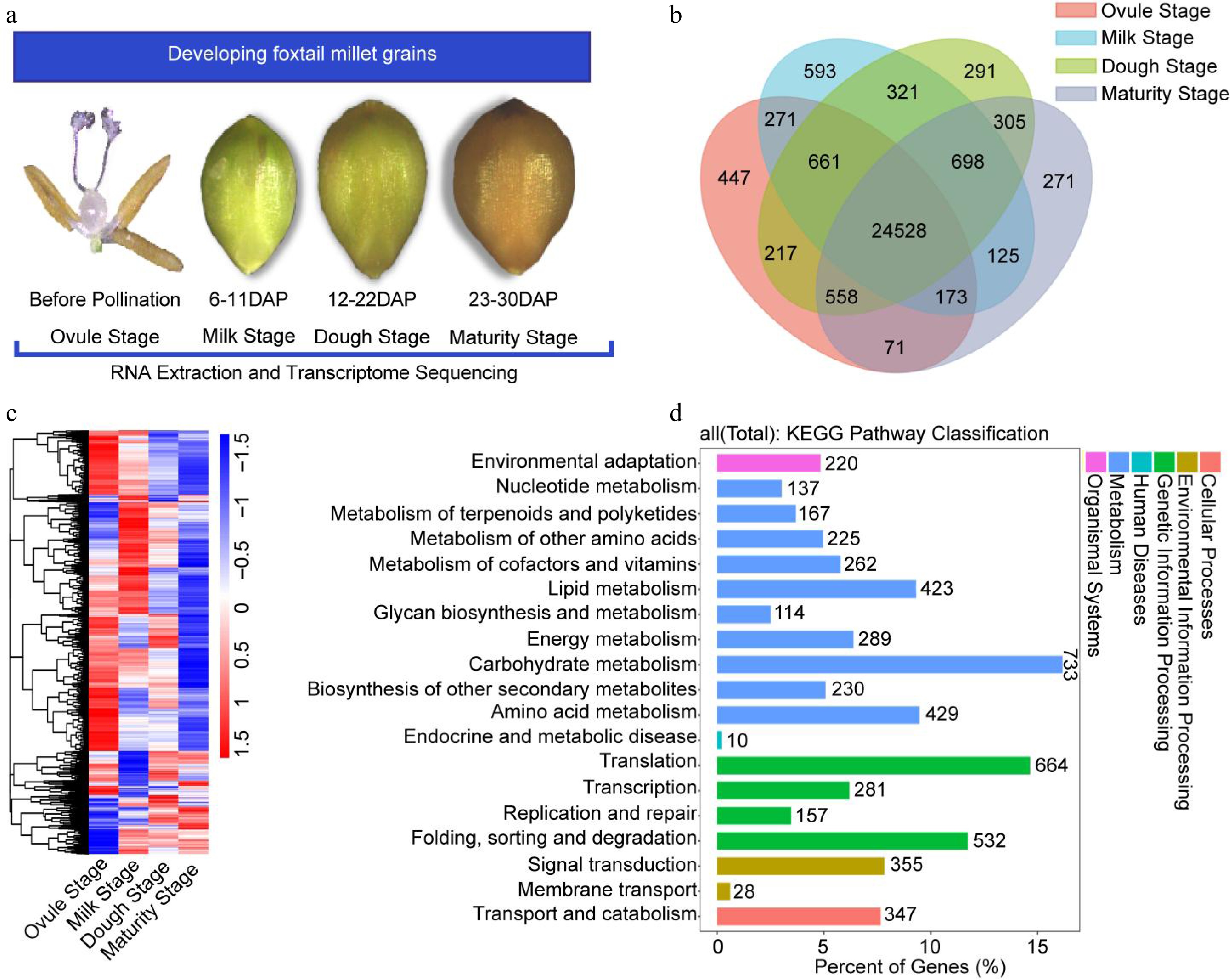 Dynamic transcriptome landscape of foxtail millet grain development