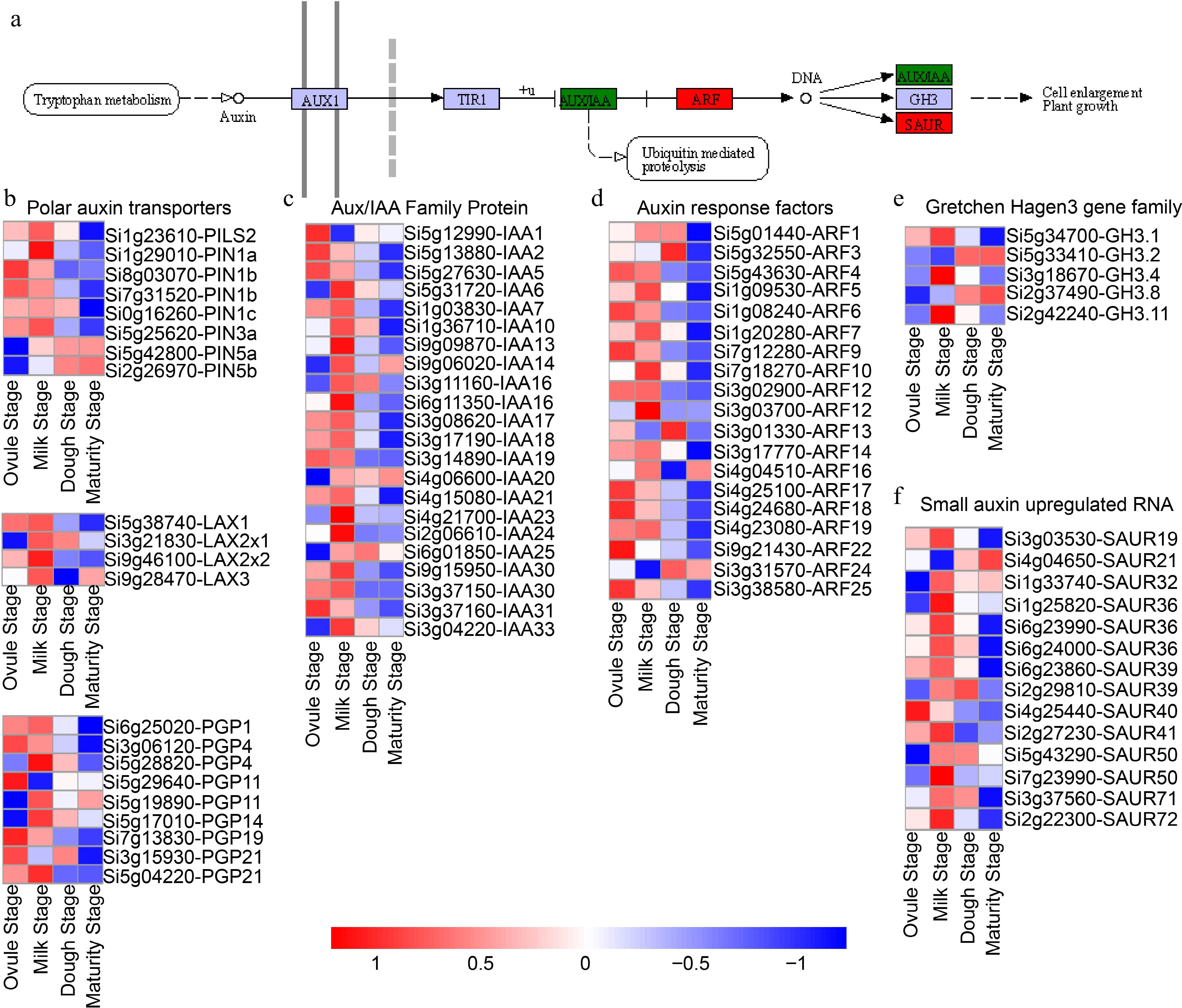 Dynamic transcriptome landscape of foxtail millet grain development