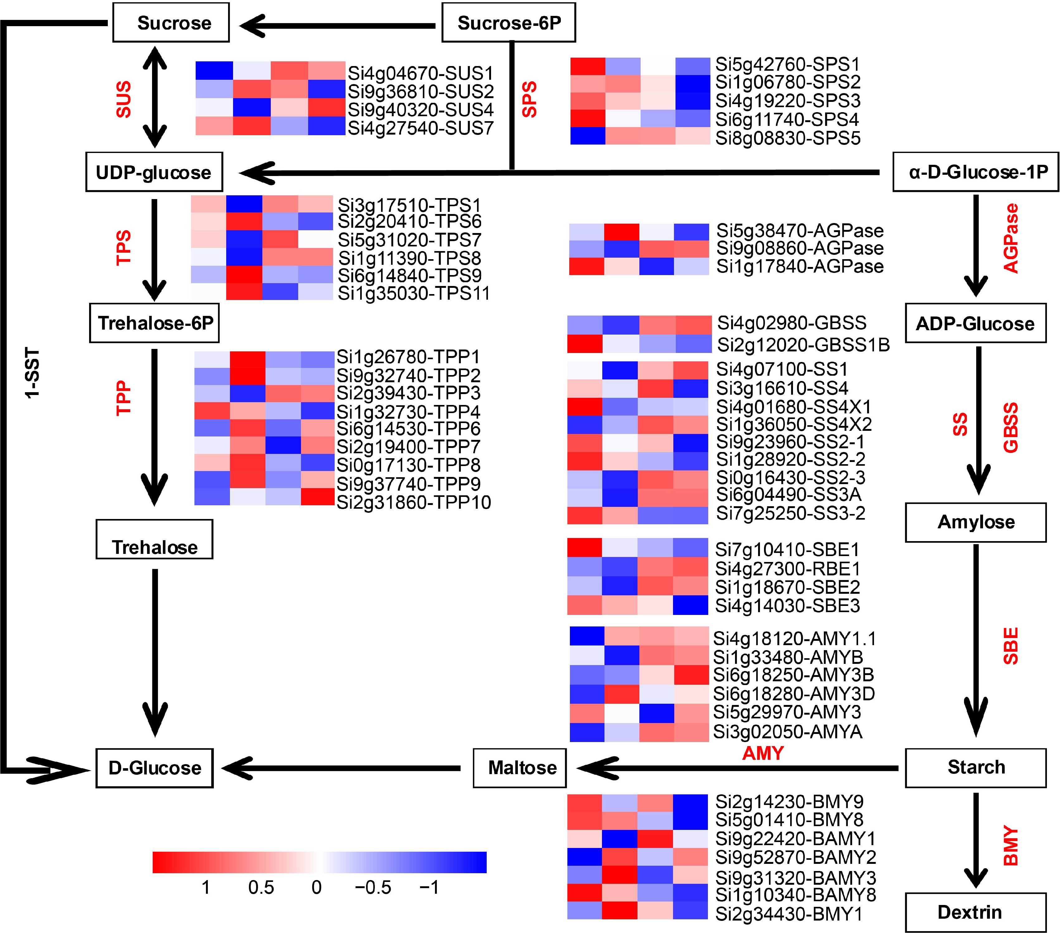 Dynamic transcriptome landscape of foxtail millet grain development