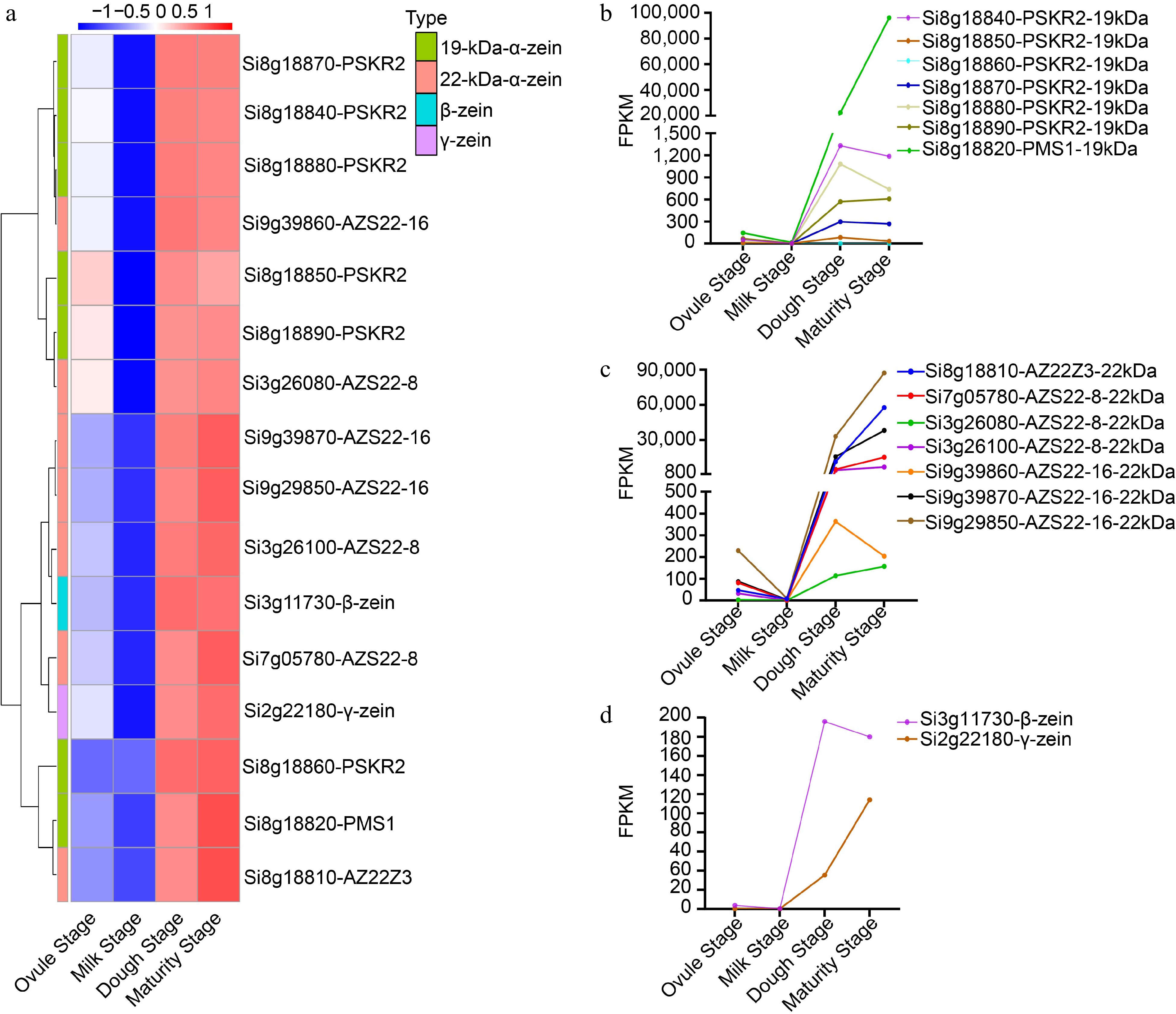 Dynamic transcriptome landscape of foxtail millet grain development
