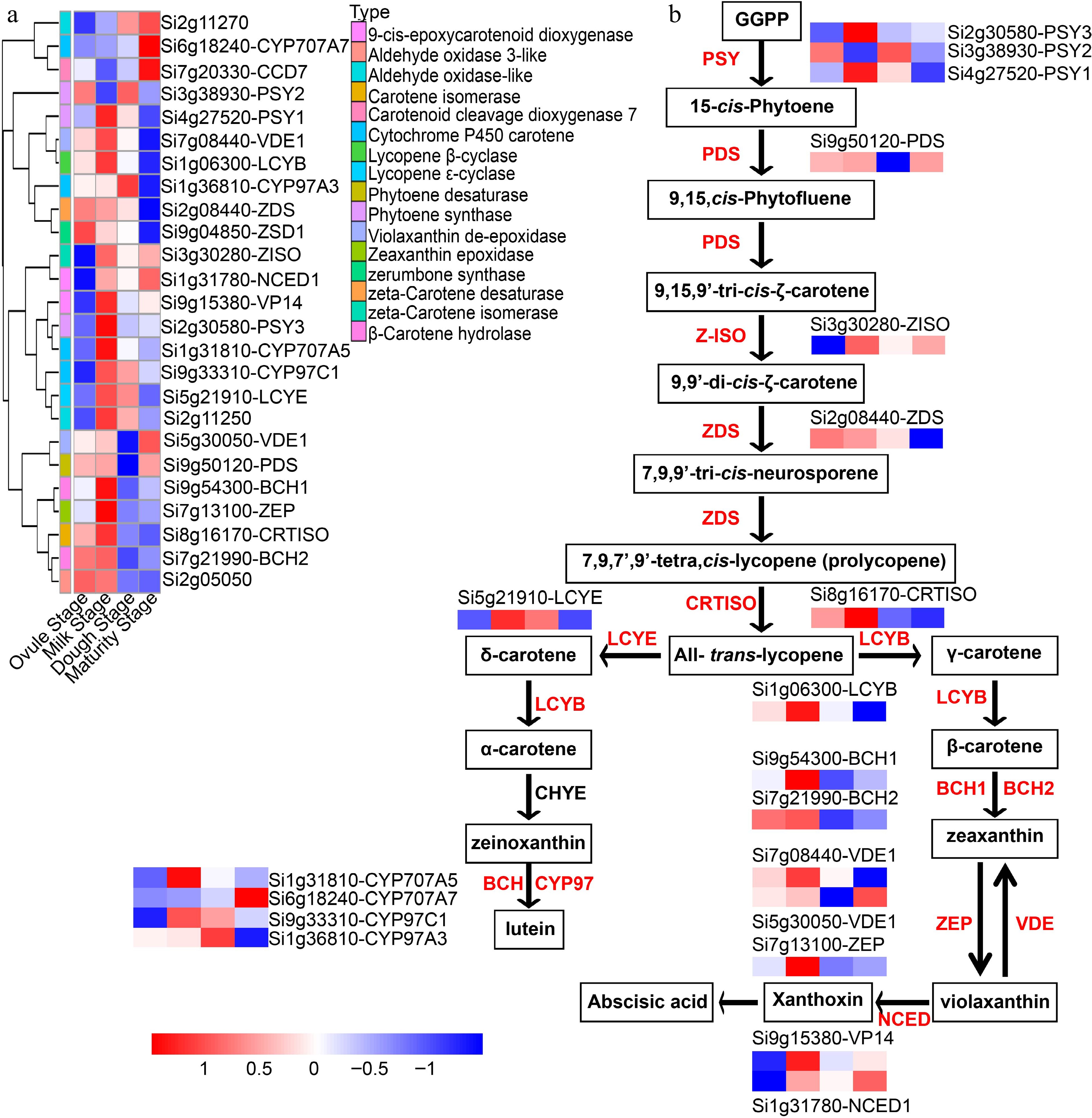 Dynamic transcriptome landscape of foxtail millet grain development