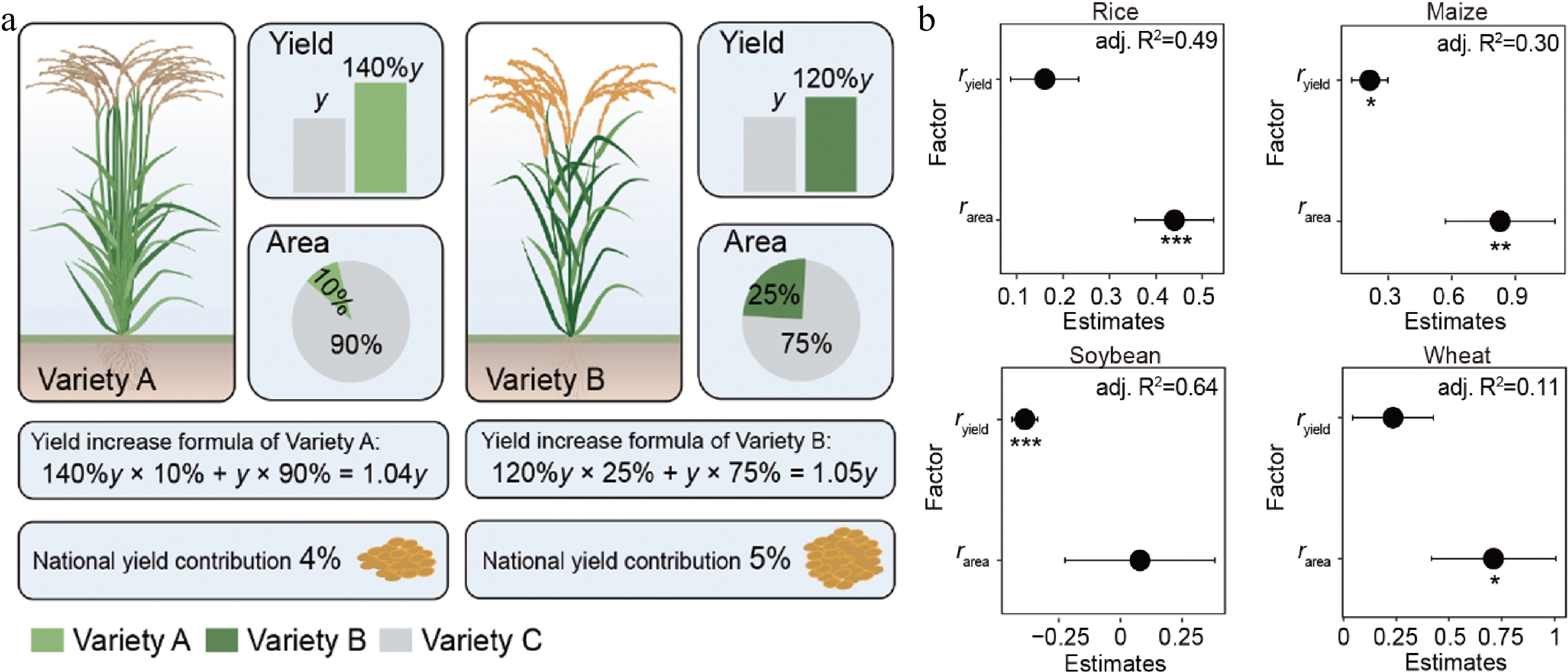 Rice Plant Diagram