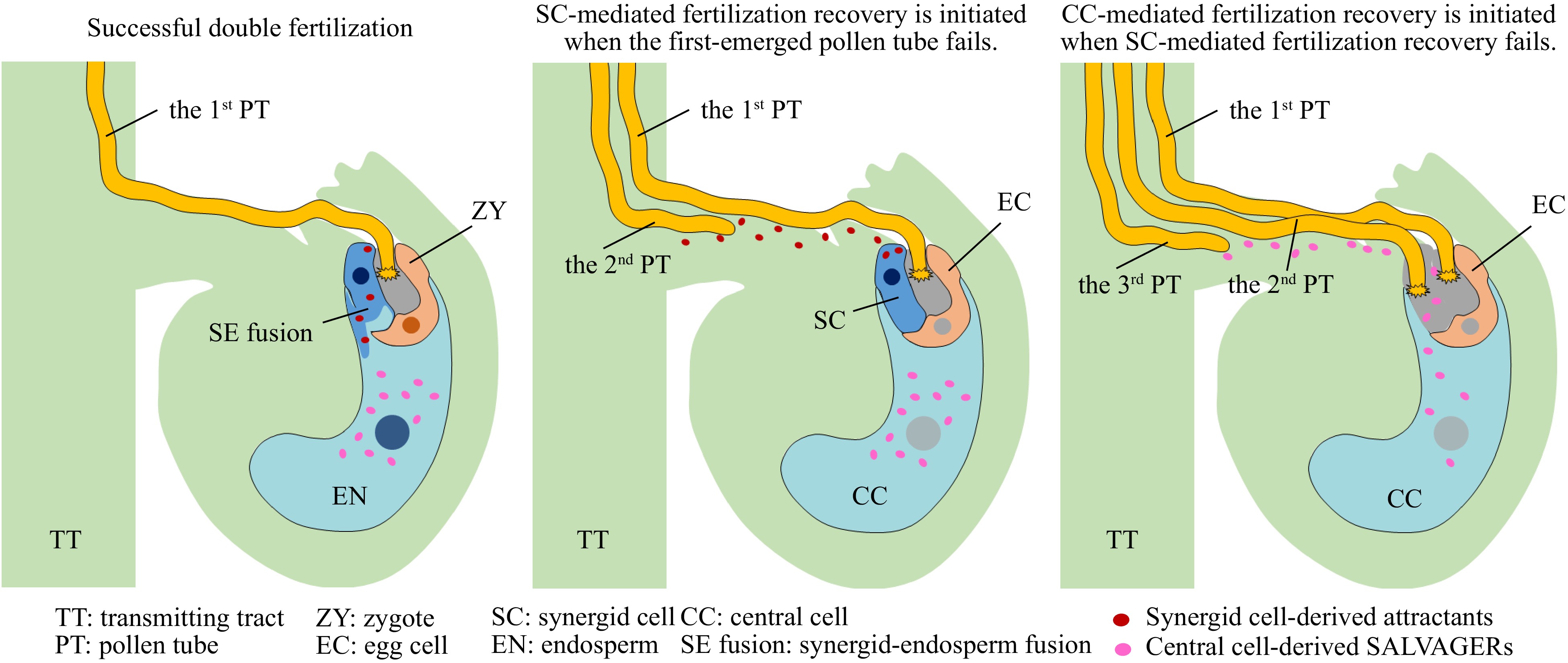 The central cell another opportunity for fertilization recovery in plants