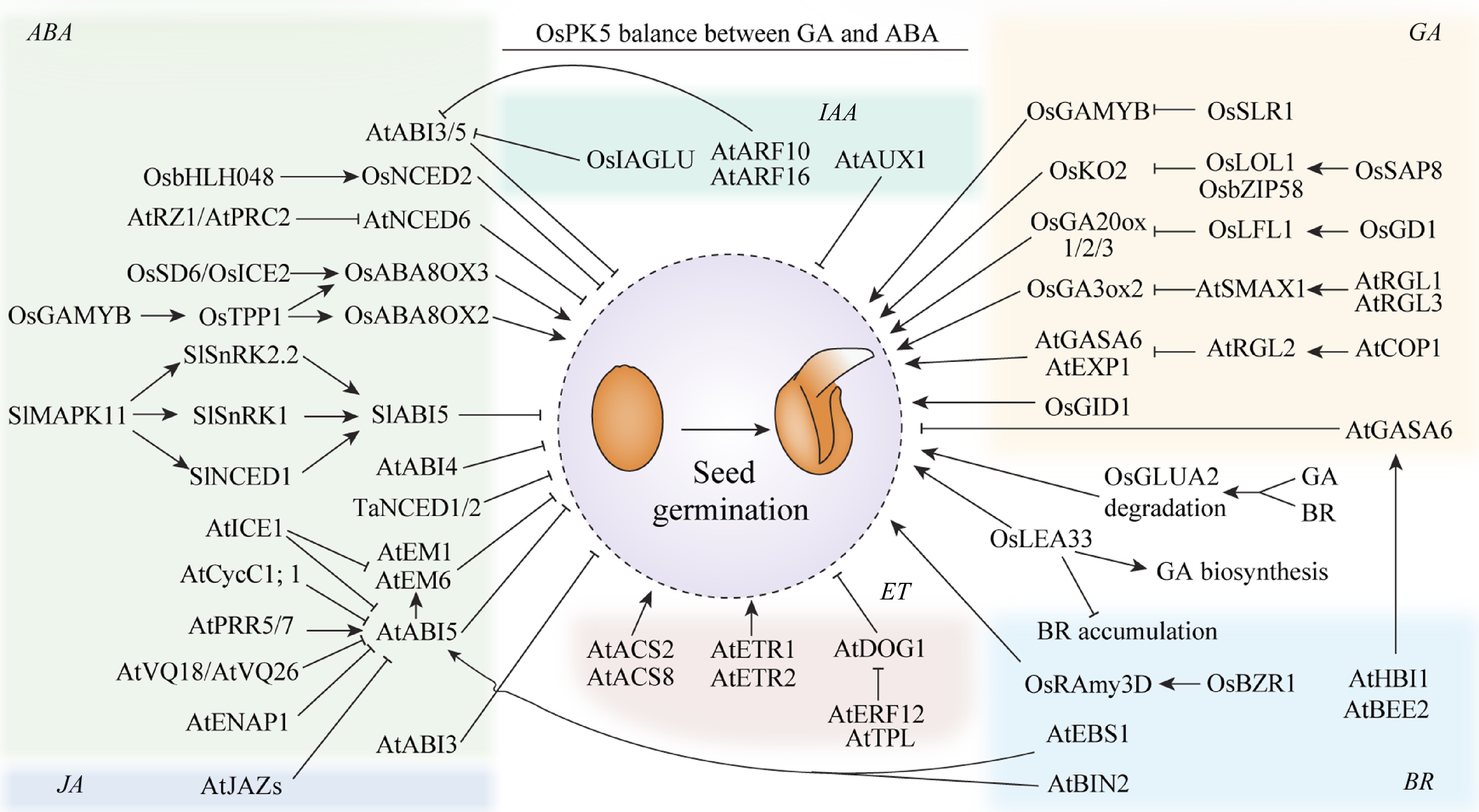 Advances in the molecular regulation of seed germination in plants