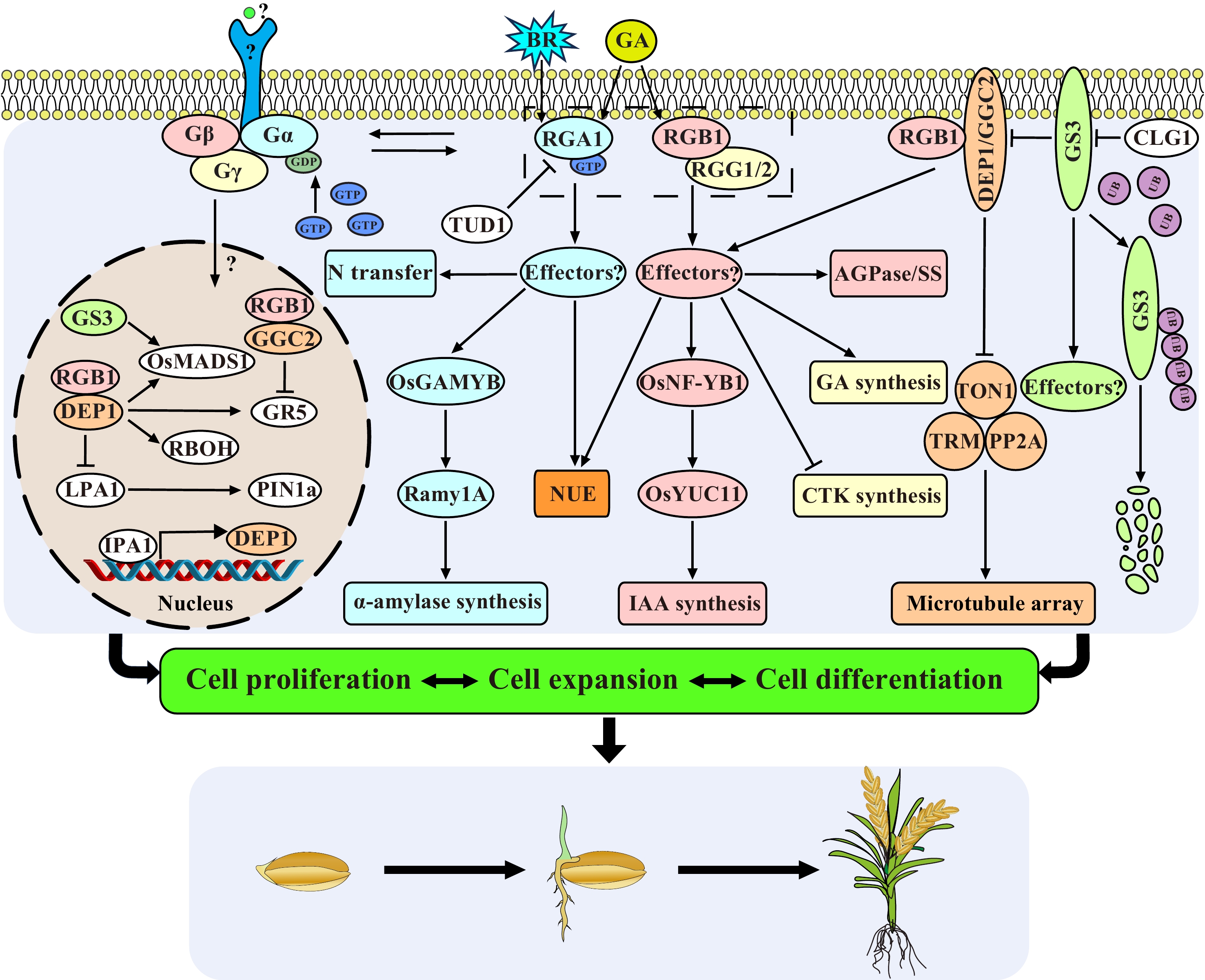 G protein regulation in rice seed biology