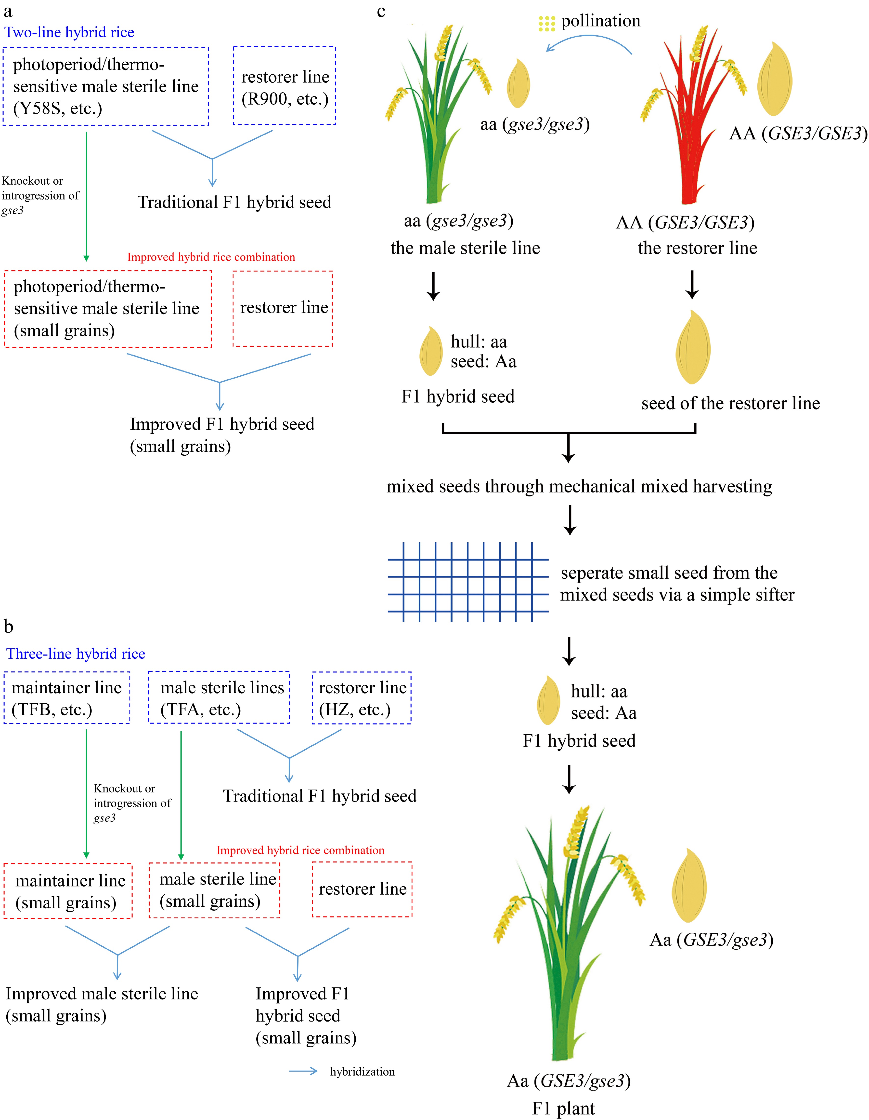 Elite grain size gene enables fully mechanized hybrid rice seed production