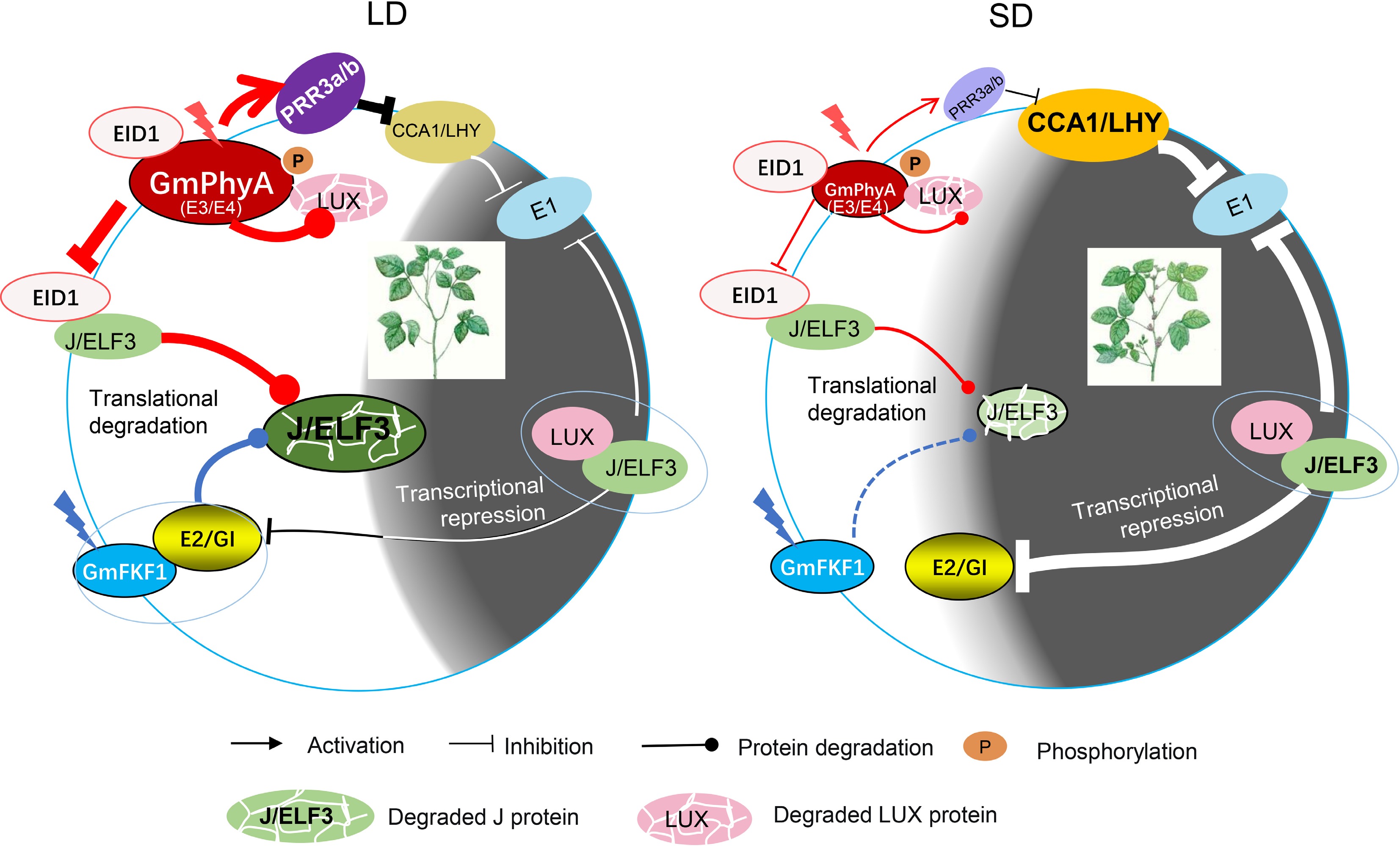 Taiji loop composed of circadian component mediates photoperiodism in ...